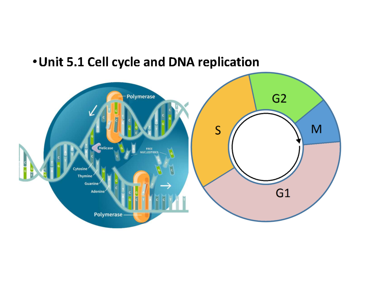 Unit 5.1 - Overview of Eukaryotic Cell Cycle & DNA Replication ...