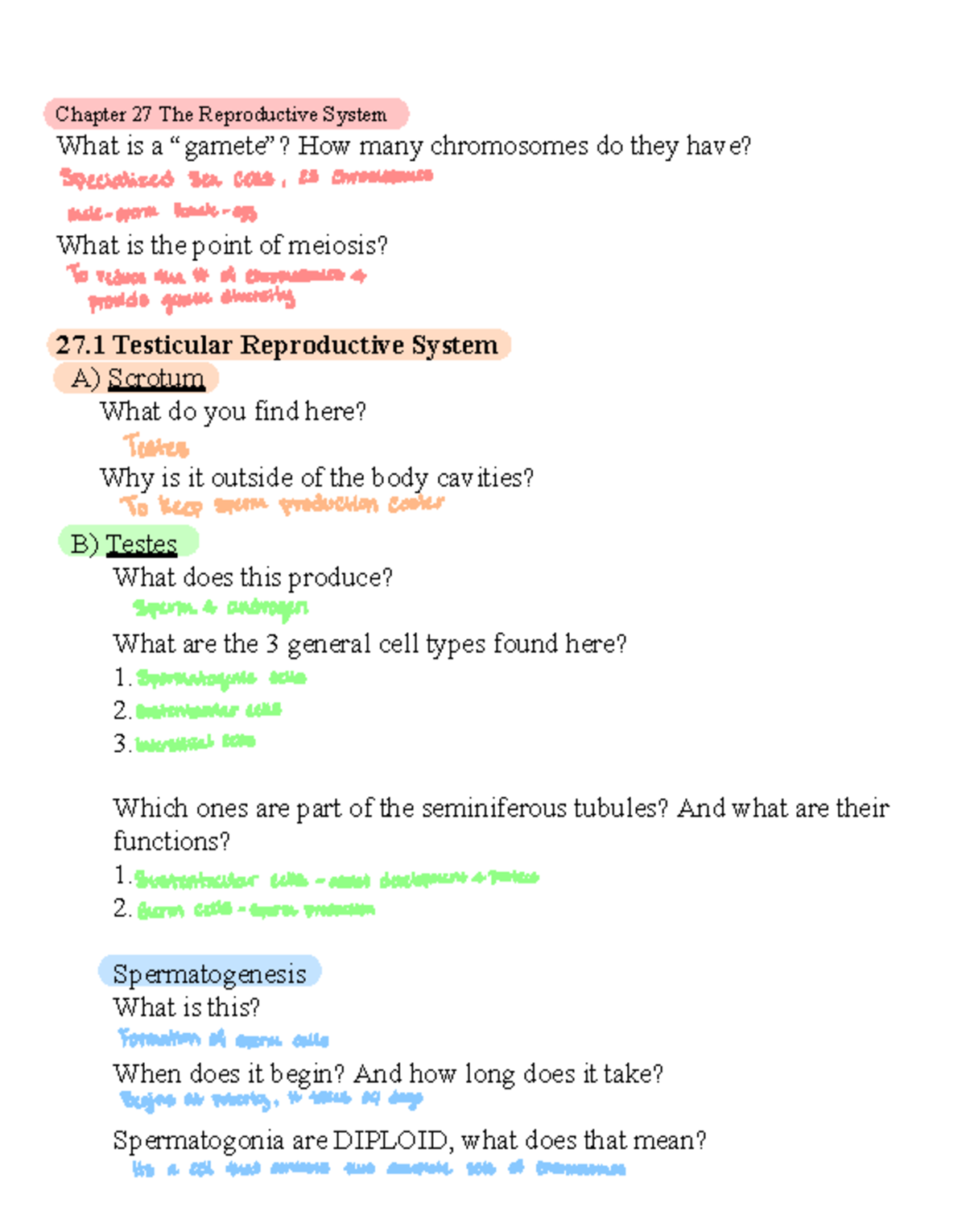 A&P Ch. 27 Final Exam Notes: Understanding the Reproductive System ...