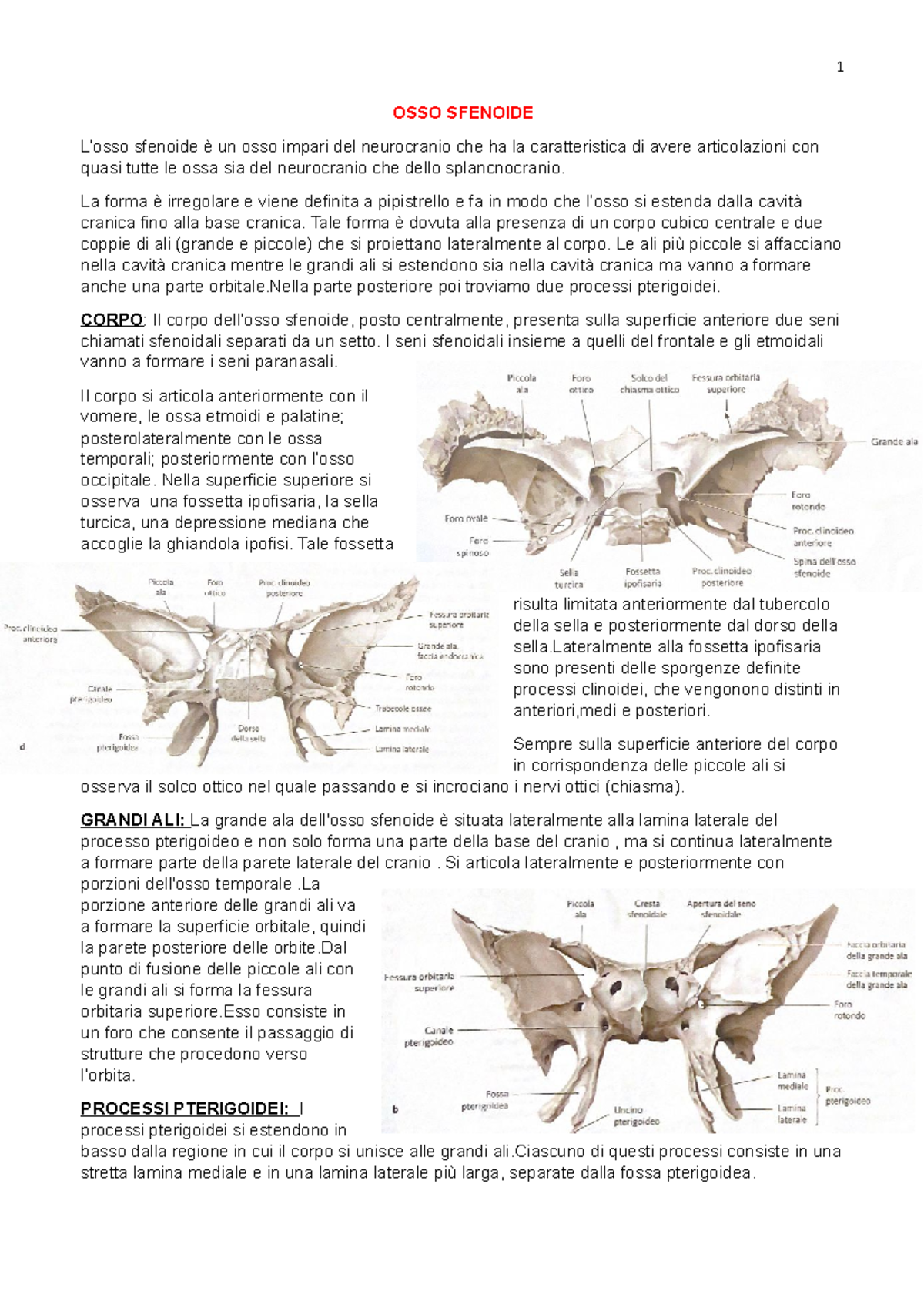 Anatomia del Testa e Collo: Dettagli sull'Osso Sfenoide ed Etmoide ...