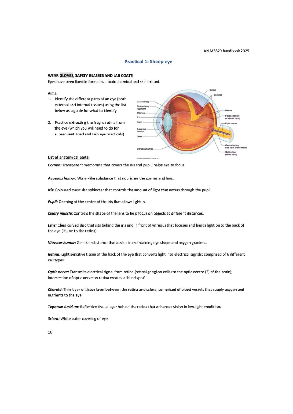 ANIM3320 Practical 1: Sheep Eye Dissection Guide 2025 - Studocu