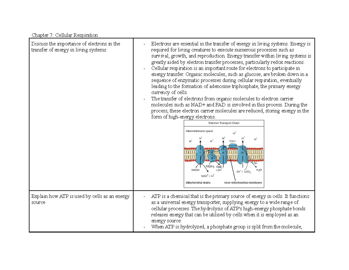 BIO SG Chapter 7: Cellular Respiration and Energy Transfer - Studocu