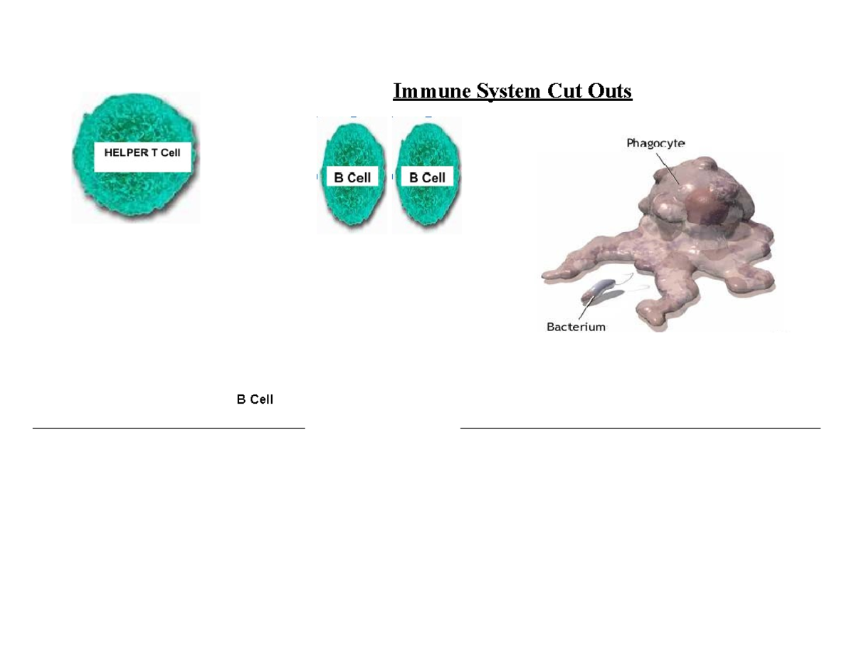 Immune System Overview: Key Components and Functions - Immune System ...