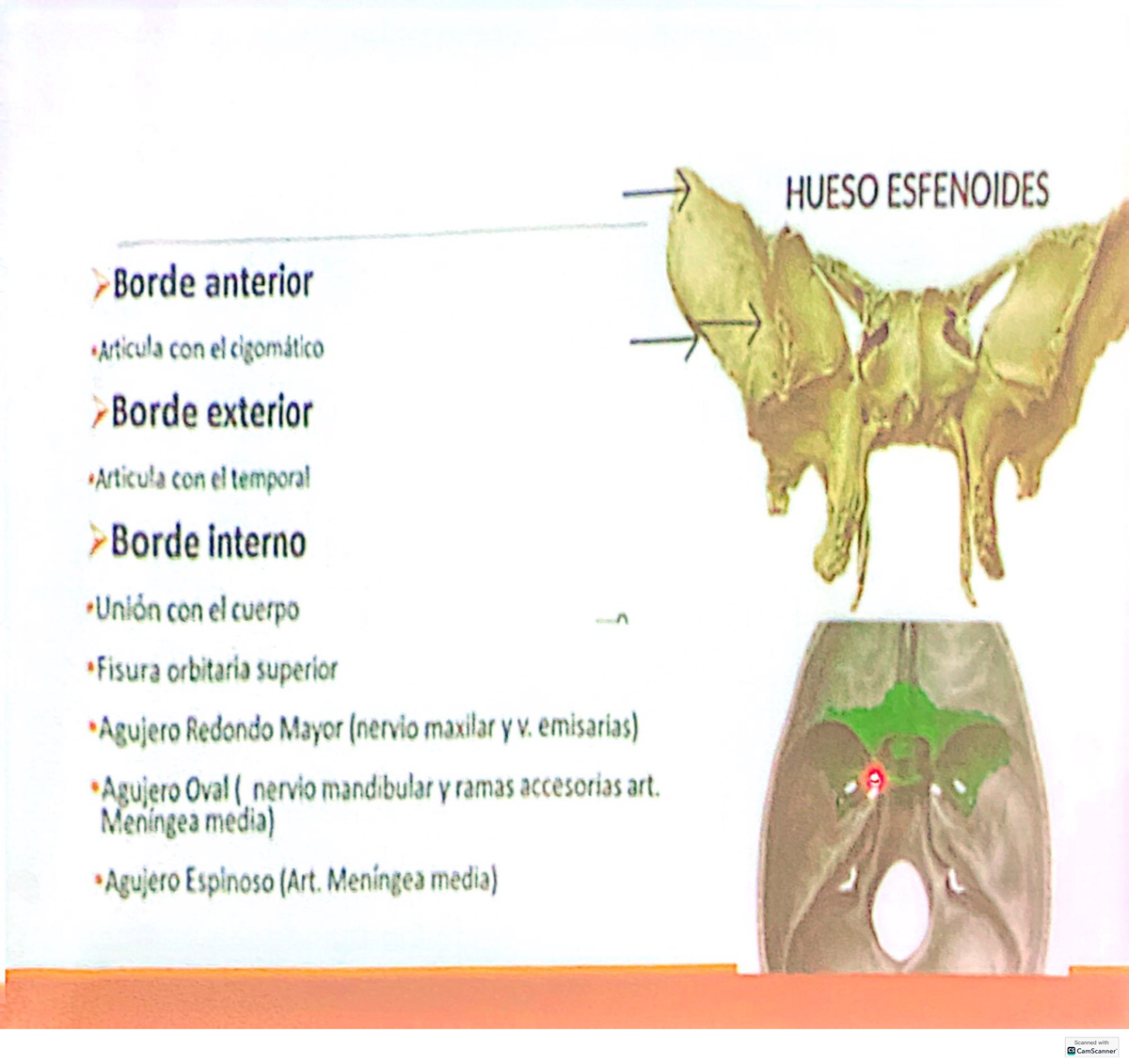 Diapositivas Cabeza y Cuello - HUESO ESFENOIDES Borde anterior Articula ...