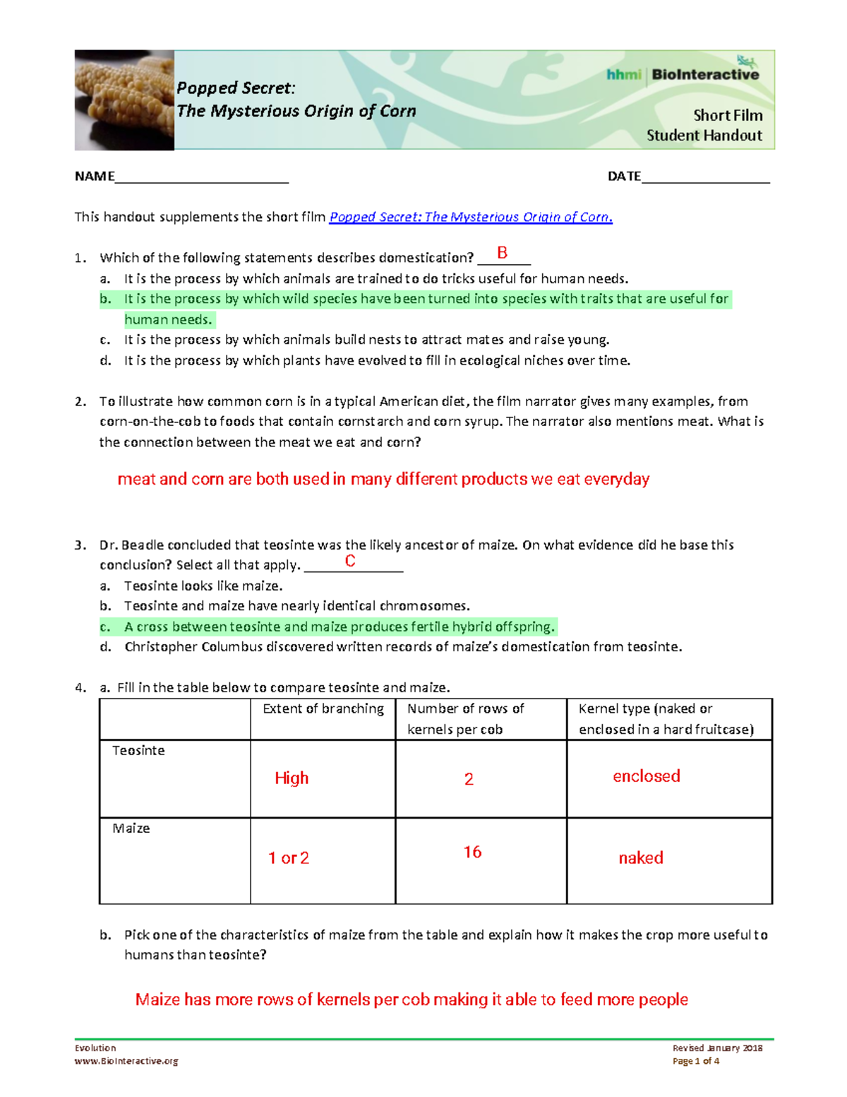 Popped Secret: Mysterious Origin of Corn - Student Handout (Evolution ...