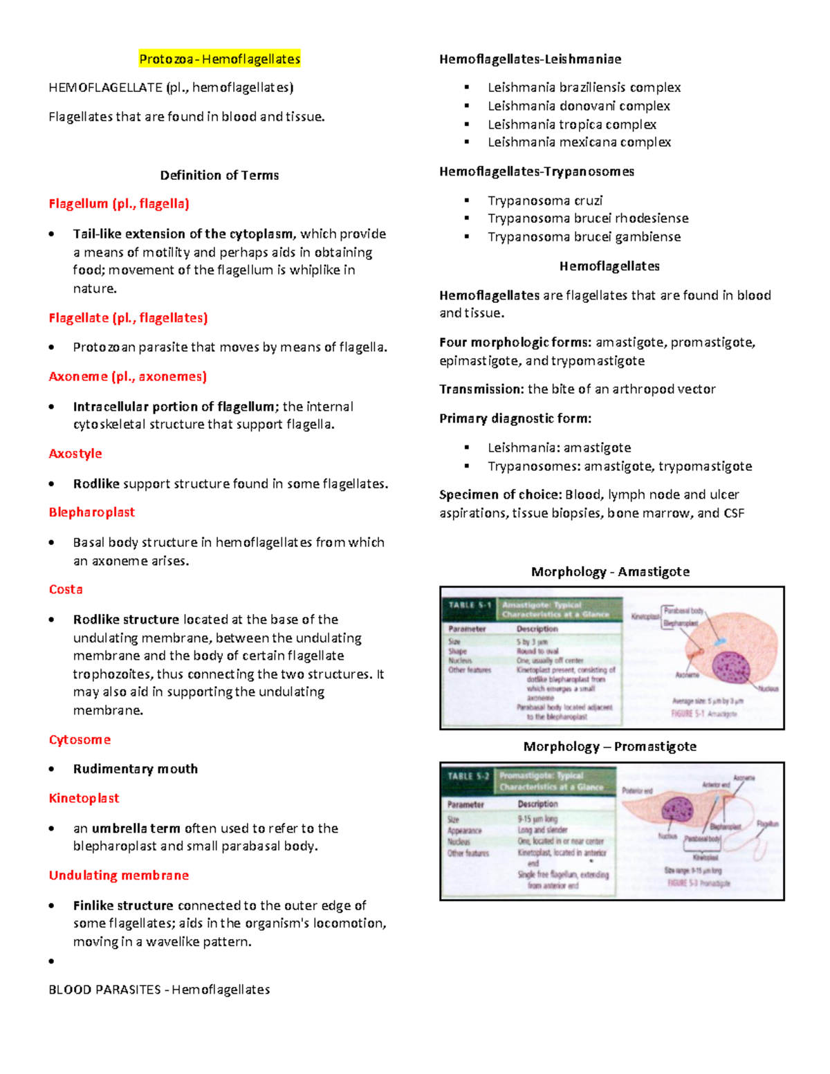 Protozoa: Hemoflagellates Overview and Clinical Insights - Studocu
