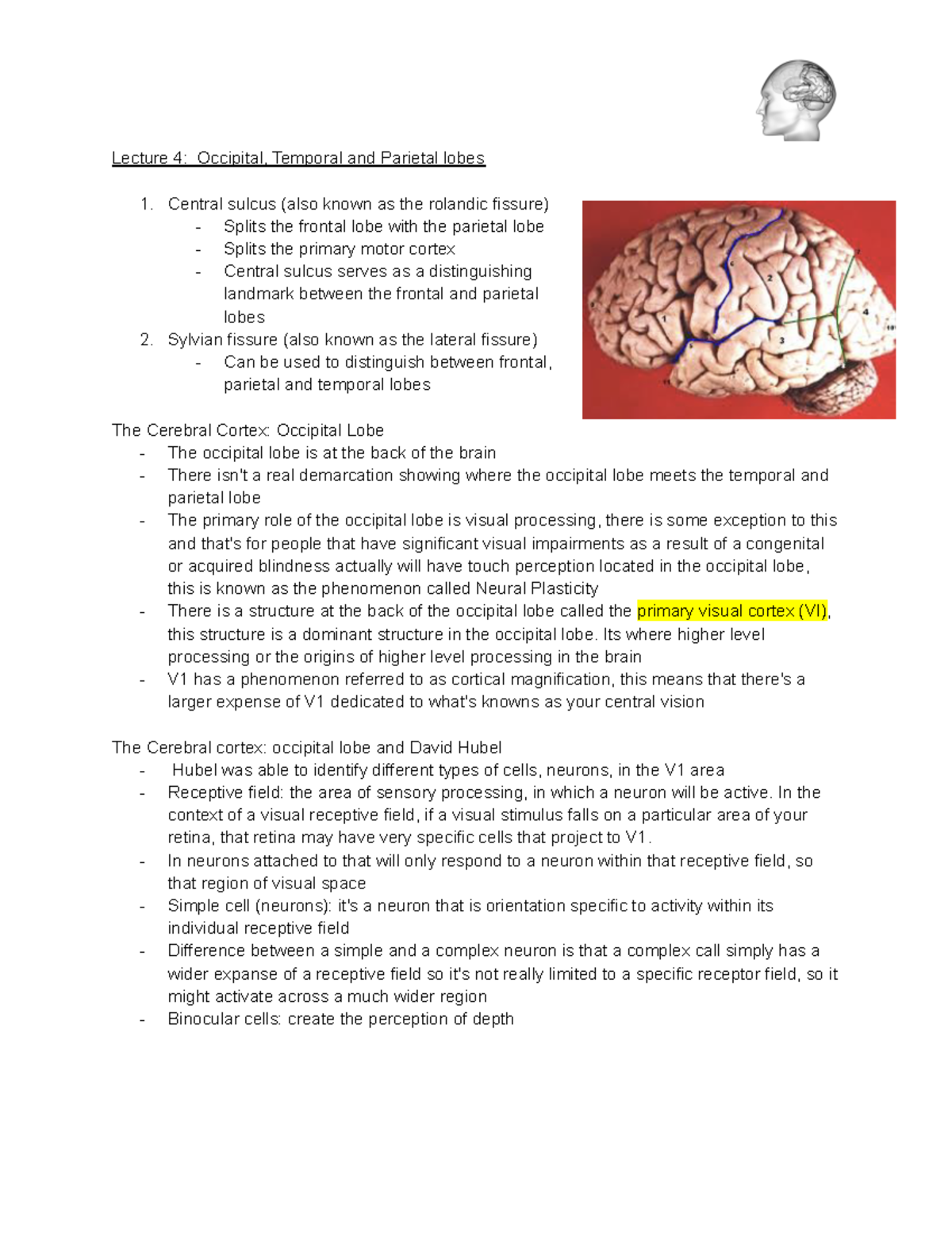 Kin 1080 Week 2 part 1 - class notes - Lecture 4: Occipital, Temporal ...