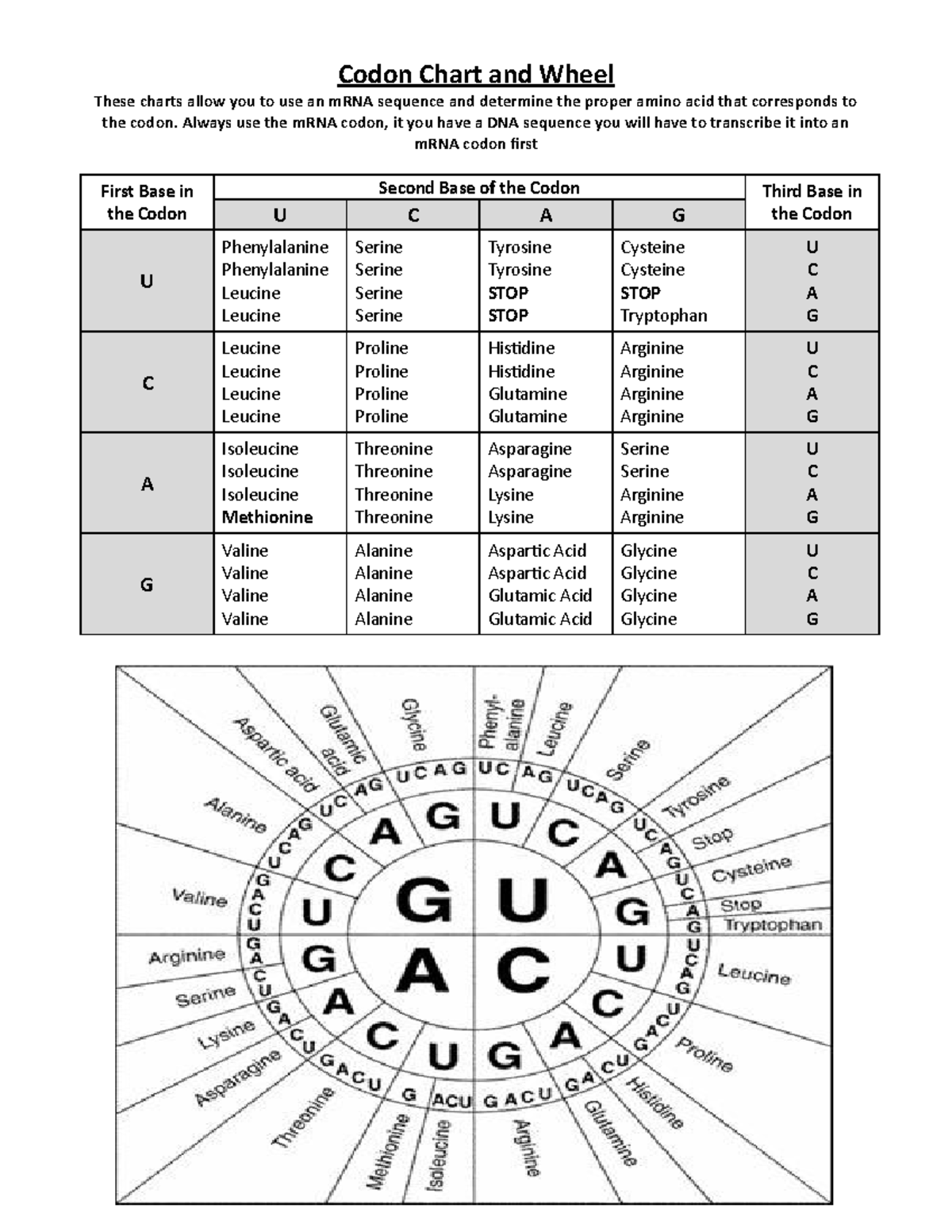 Codon Chart and Wheel Handout - Codon Chart and Wheel These charts ...