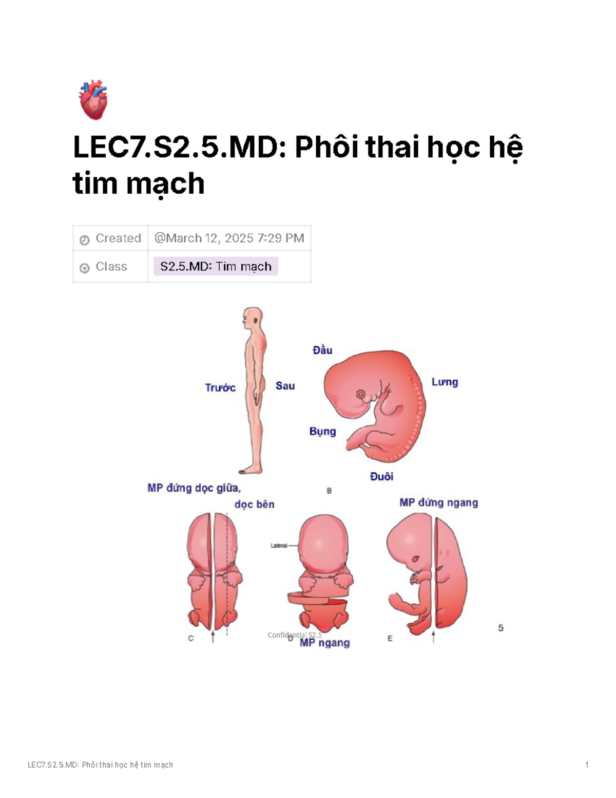 Phôi thai học hệ tim mạch - 🫀 LEC7.S2.5: Phôi thai học hệ tim mạch ...