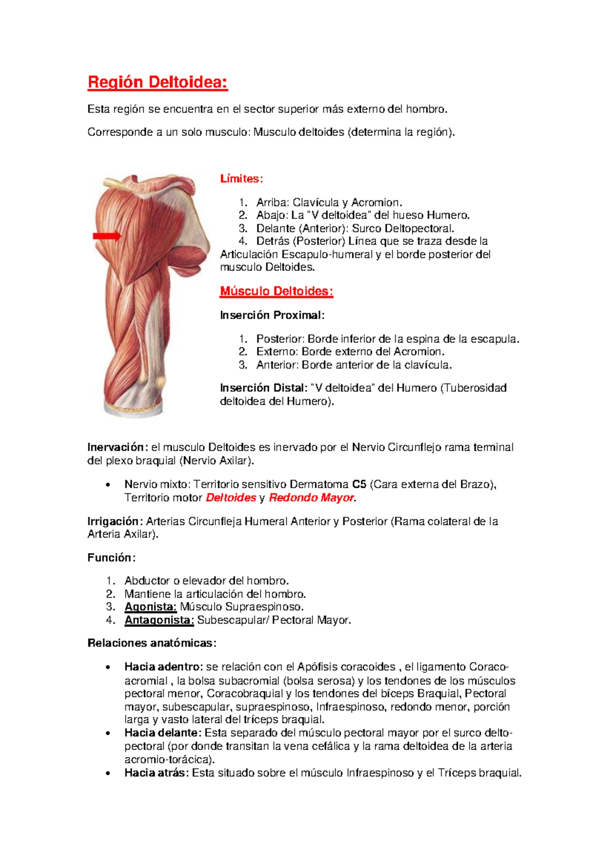 Músculos del cuello (Tabla) - Músculos del cuello Región cervical ...