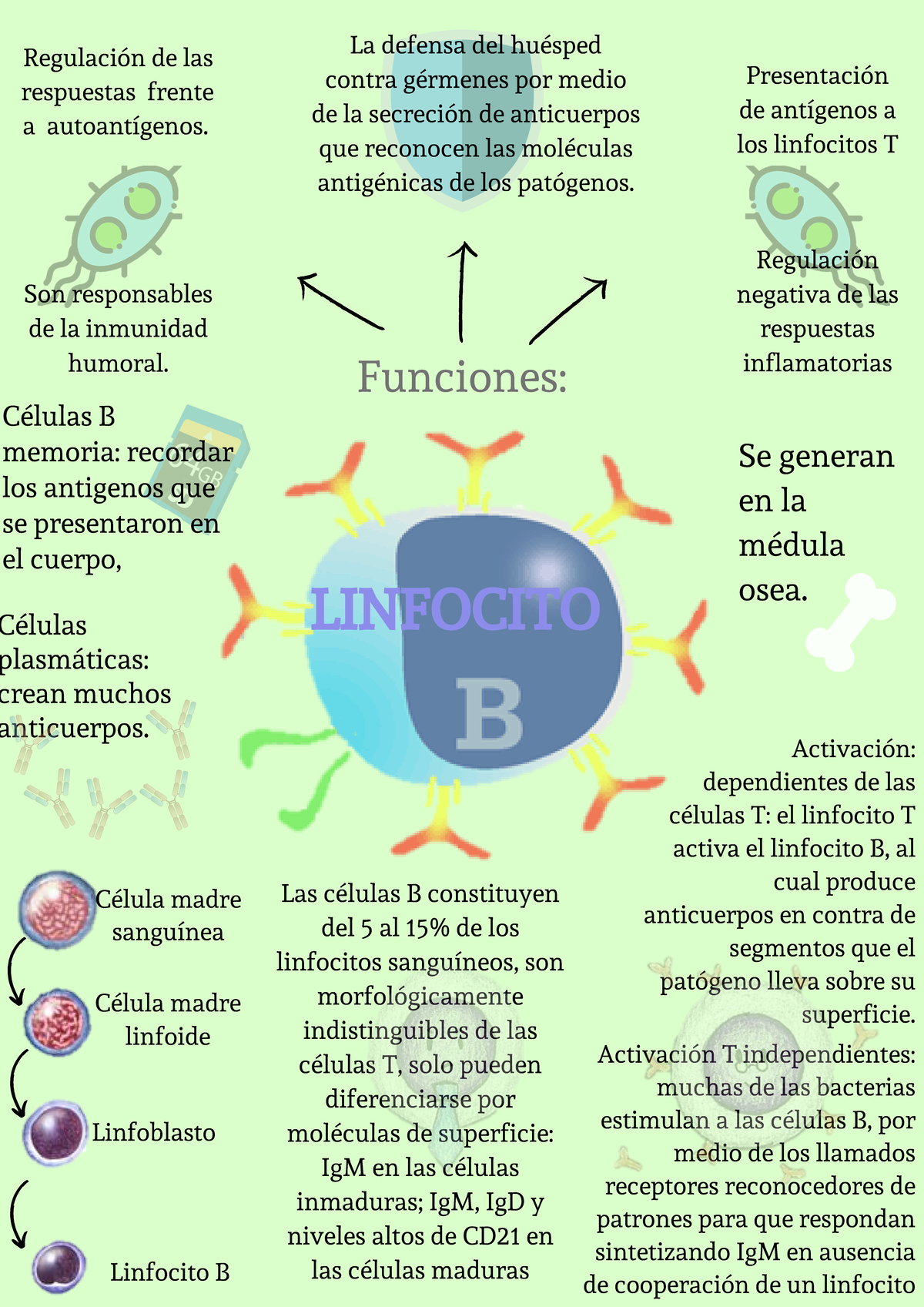 Linfocitos B - Apuntes sistema inmune - LINFOCITO Funciones: Son ...