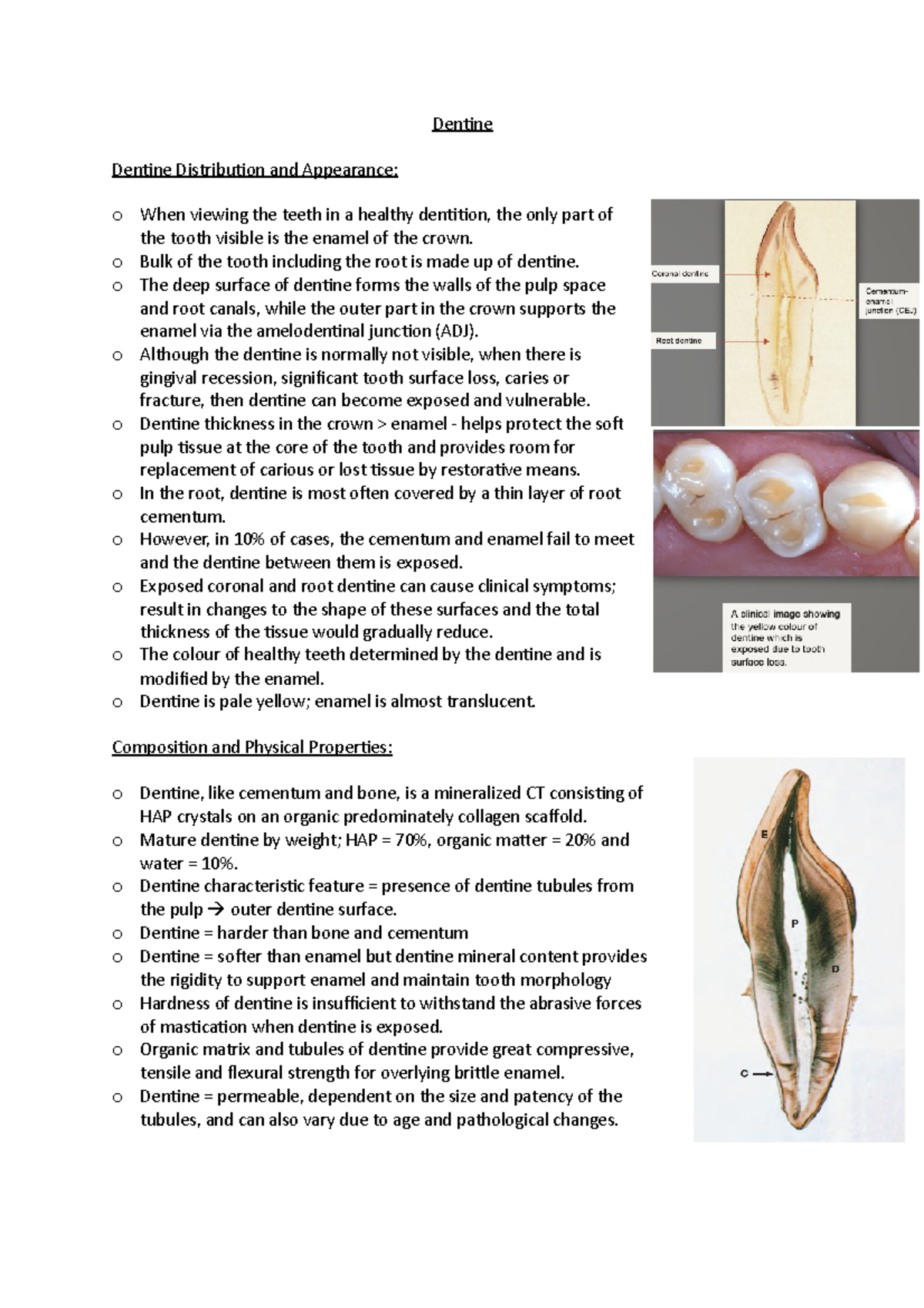 Dentine - Dentine Dentine Distribution and Appearance: o When viewing ...