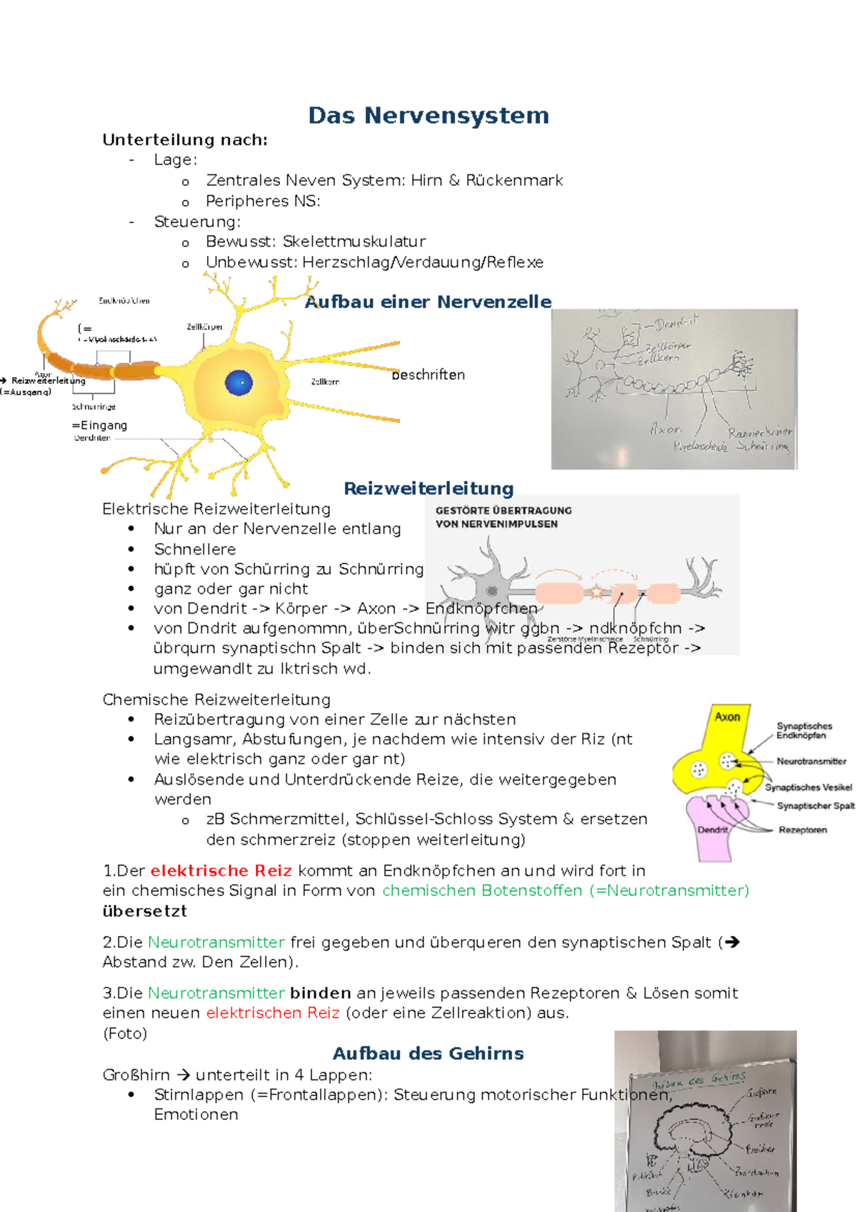 Das Nervensystem - Nawi - Das Nervensystem Unterteilung nach: - Lage: o ...