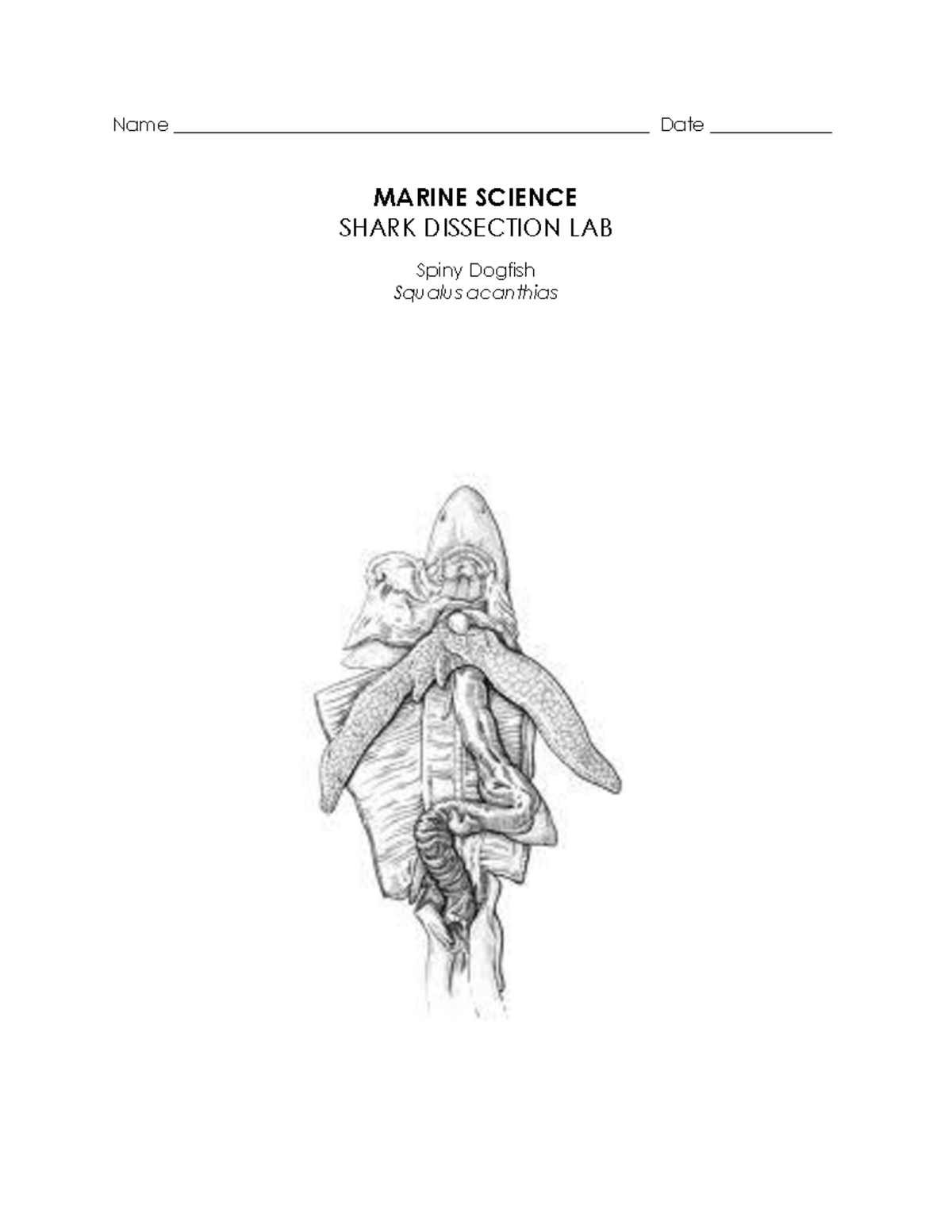 Spiny Dogfish Dissection Diagram
