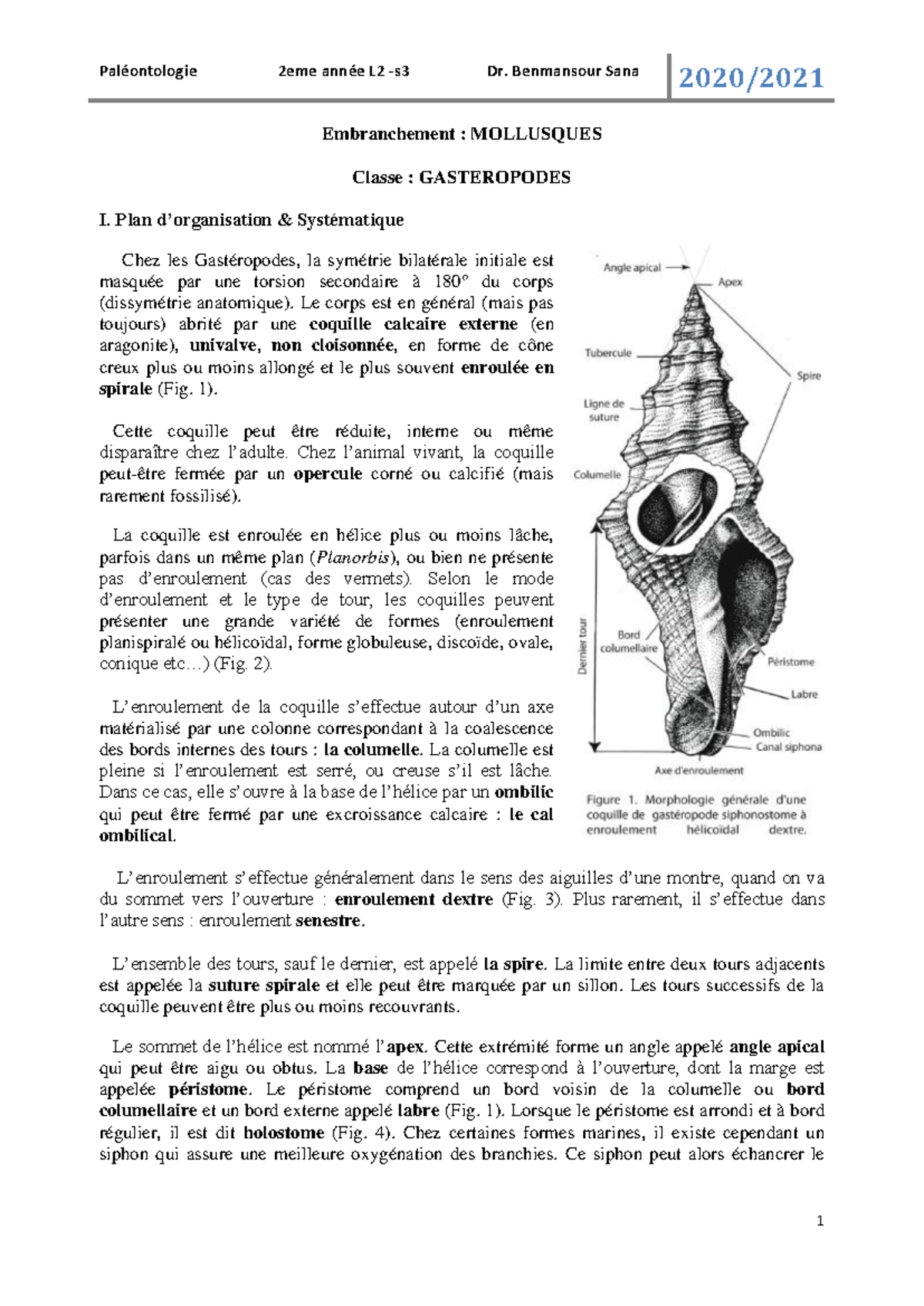 Cours L2 Paléontologie - Systématique des Gastéropodes - Studocu