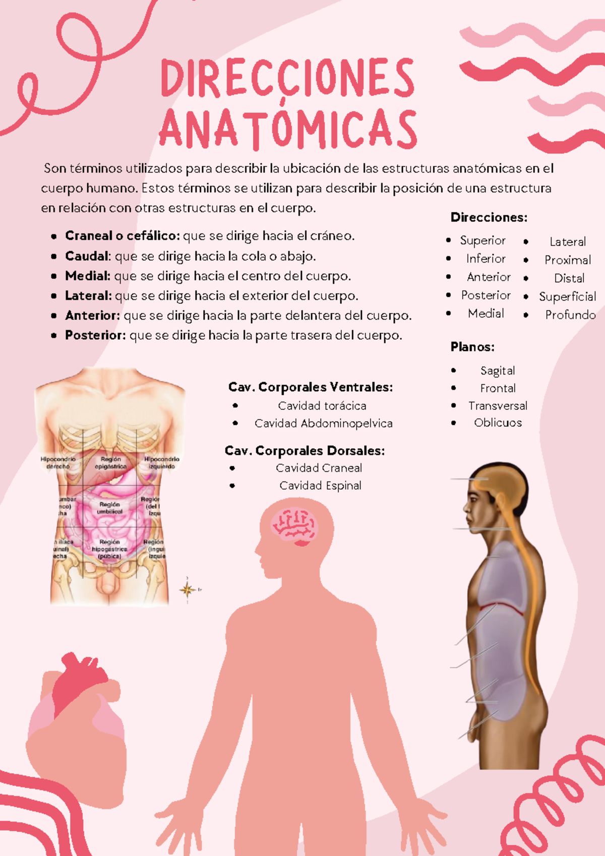 Direcciones Anatómicas en el Cuerpo Humano: Términos Clave - Studocu