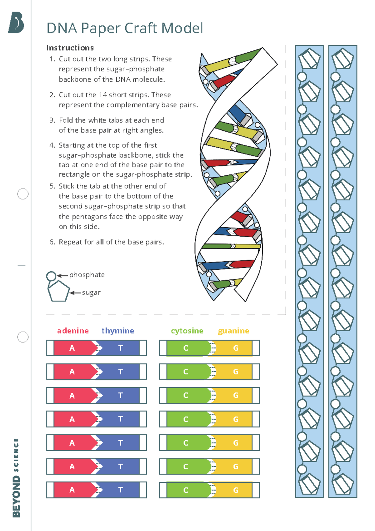 DNA Model Craft Instructions: Building Your DNA Structure - Studocu