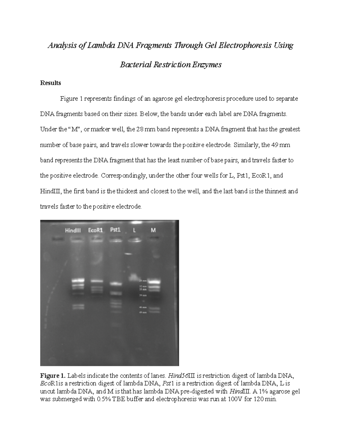 Lambda DNA Fragment Analysis Using Restriction Enzymes - BIOL 214 Lab - Studocu