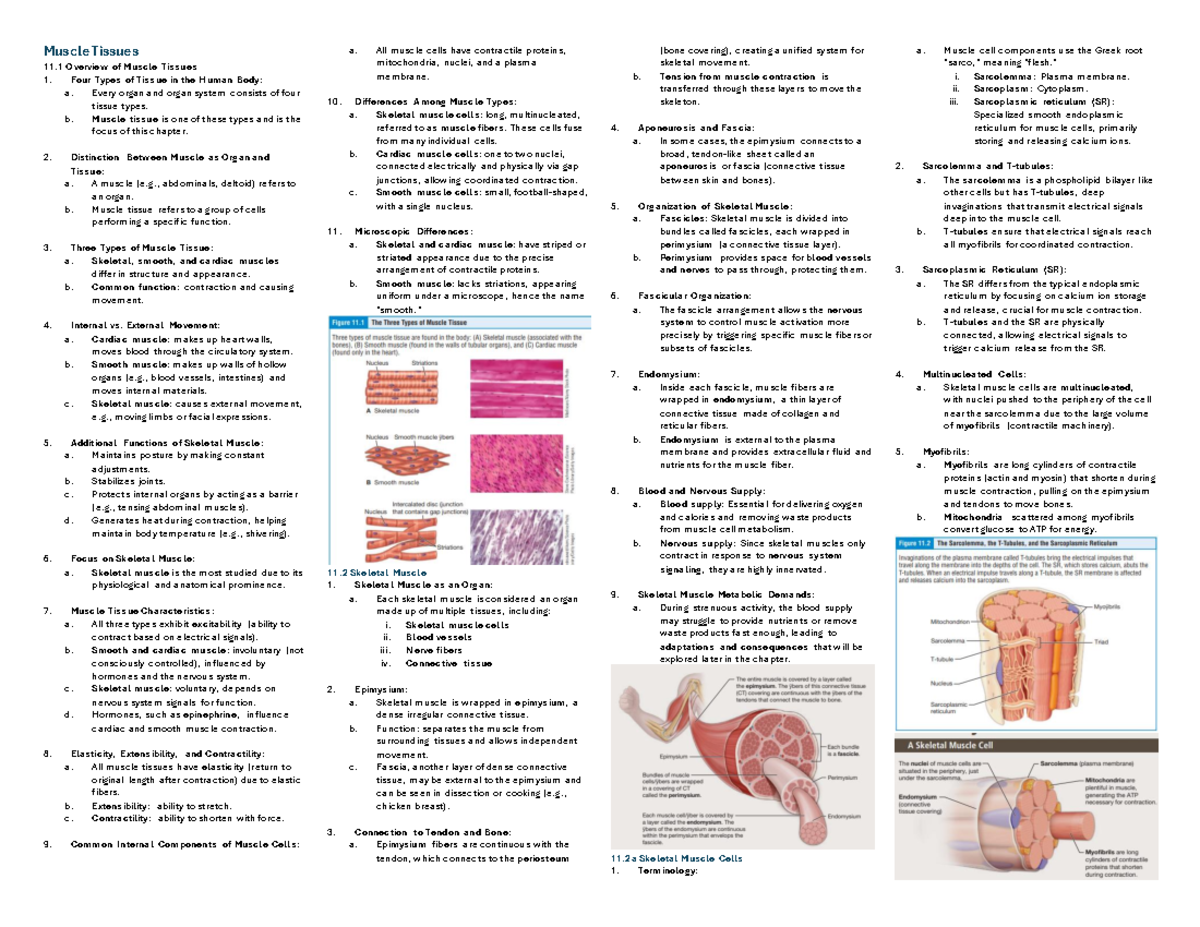 ANAPHY Muscle tissues - Muscle Tissues 11 Overview of Muscle Tissues ...