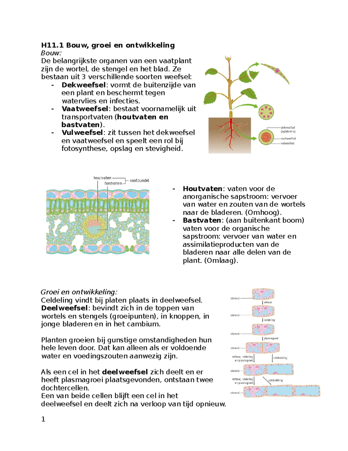 Bio H11.1 Planten: Groei, Ontwikkeling en Stofwisseling Samenvatting 5v ...