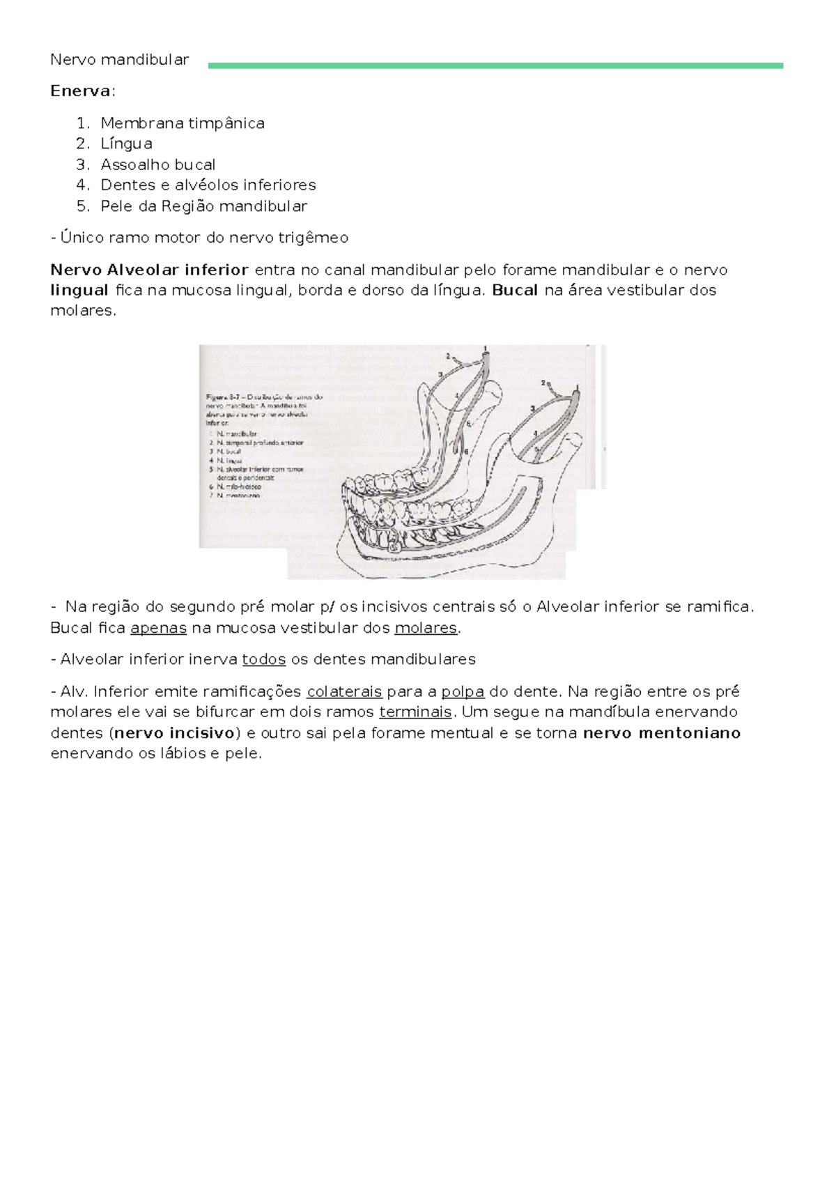 Nervo Mandibular: Anatomia e Inervação dos Dentes e Estruturas (Estudo ...