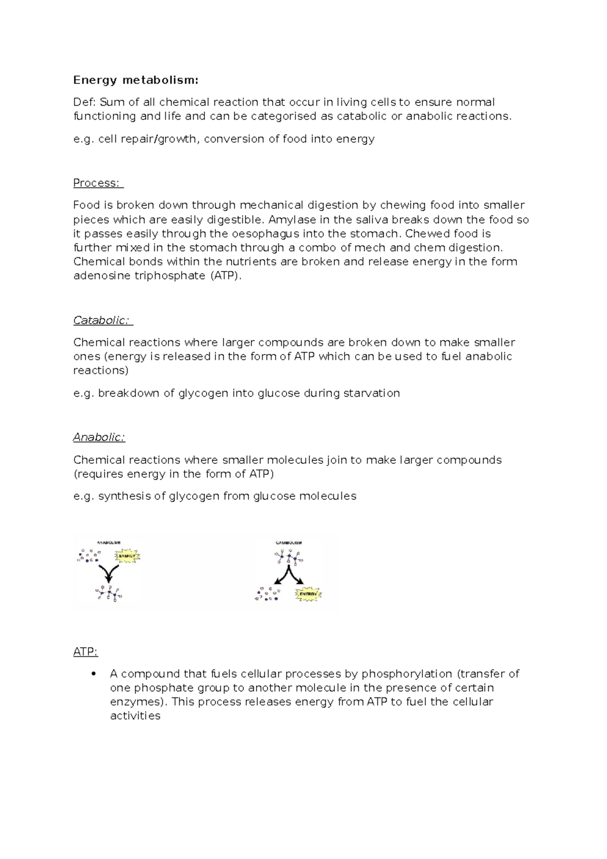 W2 Notes - Energy Metabolism & Macronutrients Overview - Studocu