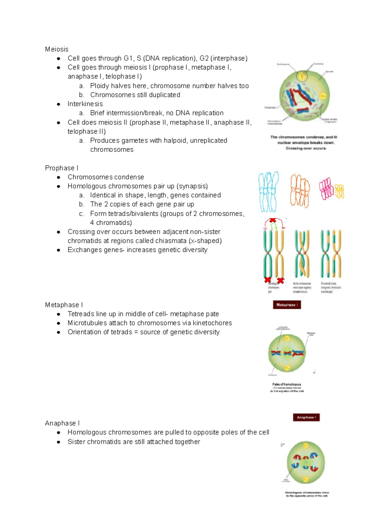 Meiosis Overview - Bio 101: Stages and Genetic Diversity - Studocu