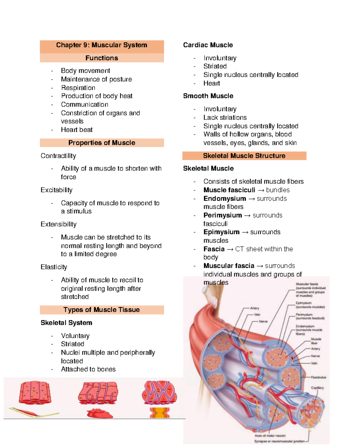 Anaphy Notes Chapter 9 10 Muscular System - Chapter 9: Muscular System ...
