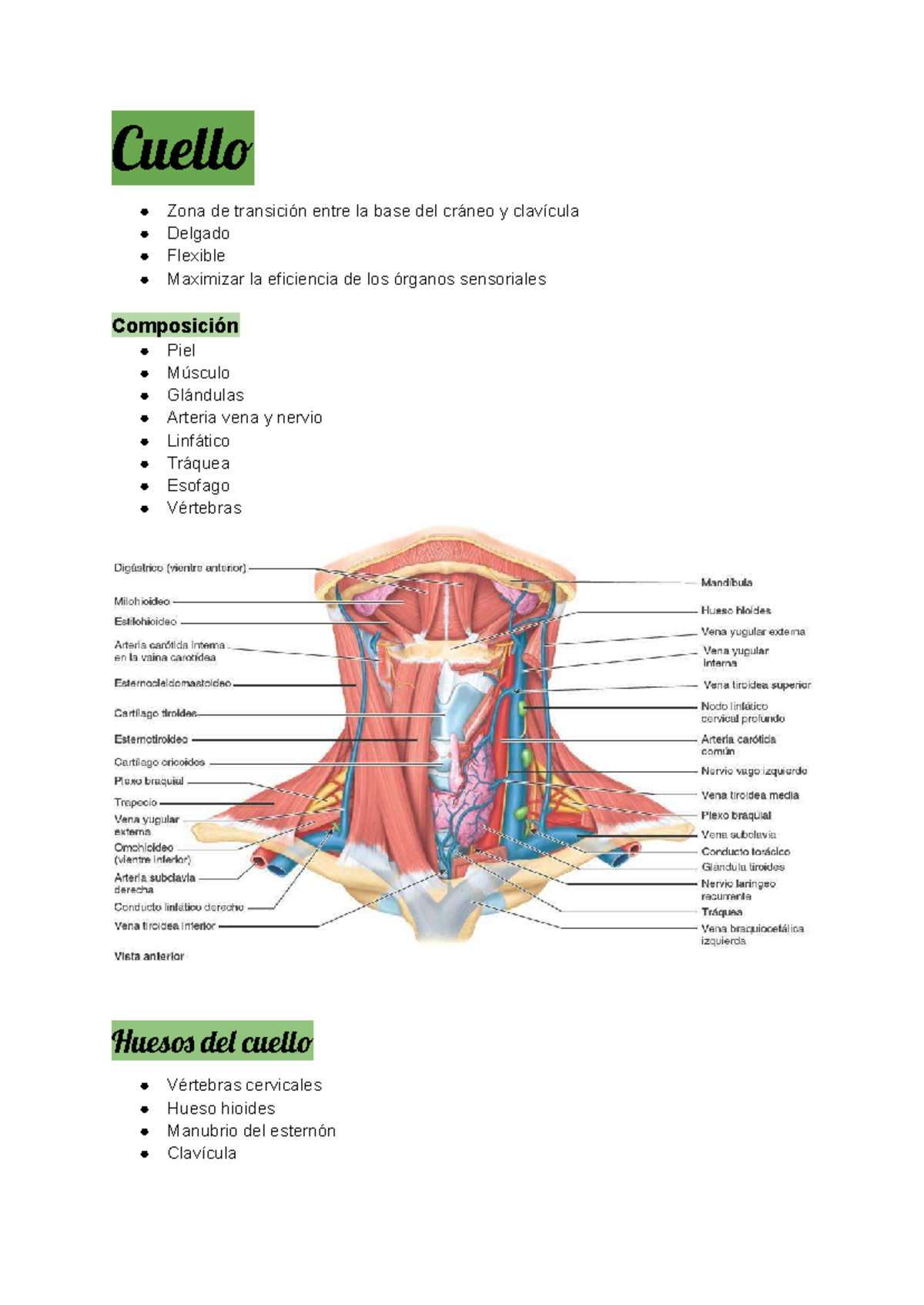 Anatomía del Cuello: Estructuras y Funciones Esenciales - Studocu