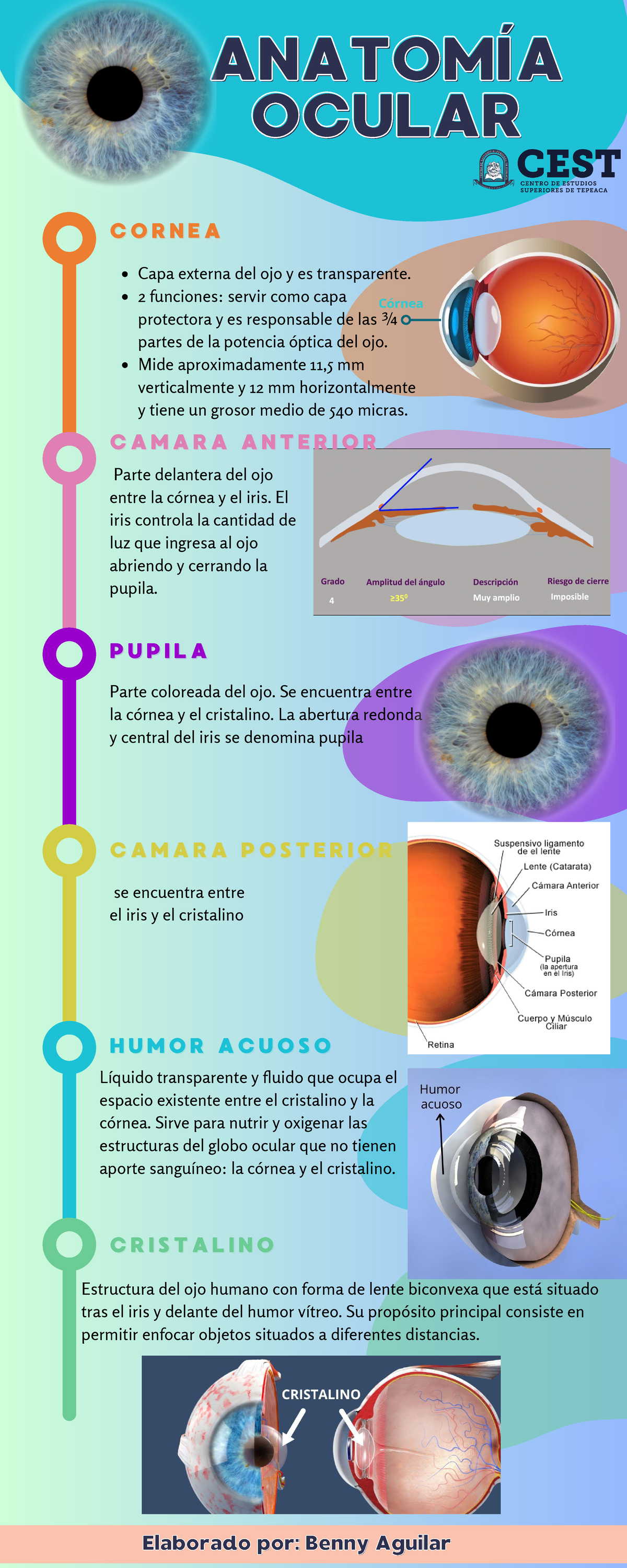 Infografía de Anatomía y fisiologia del globo ocular - OCULAR OCULAR P ...