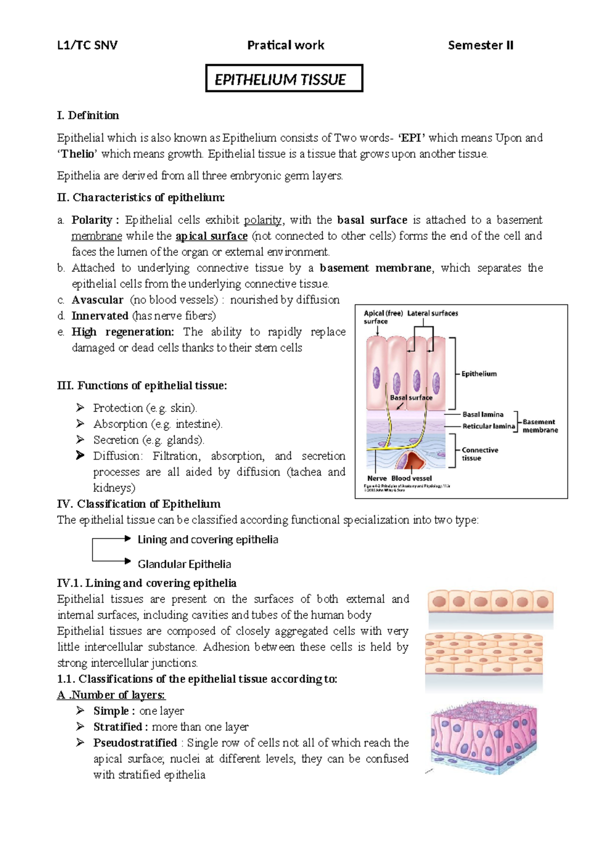 Epithelial Tissue Practical Work 1 (L1/TC SNV) - Semester II 2024 - Studocu