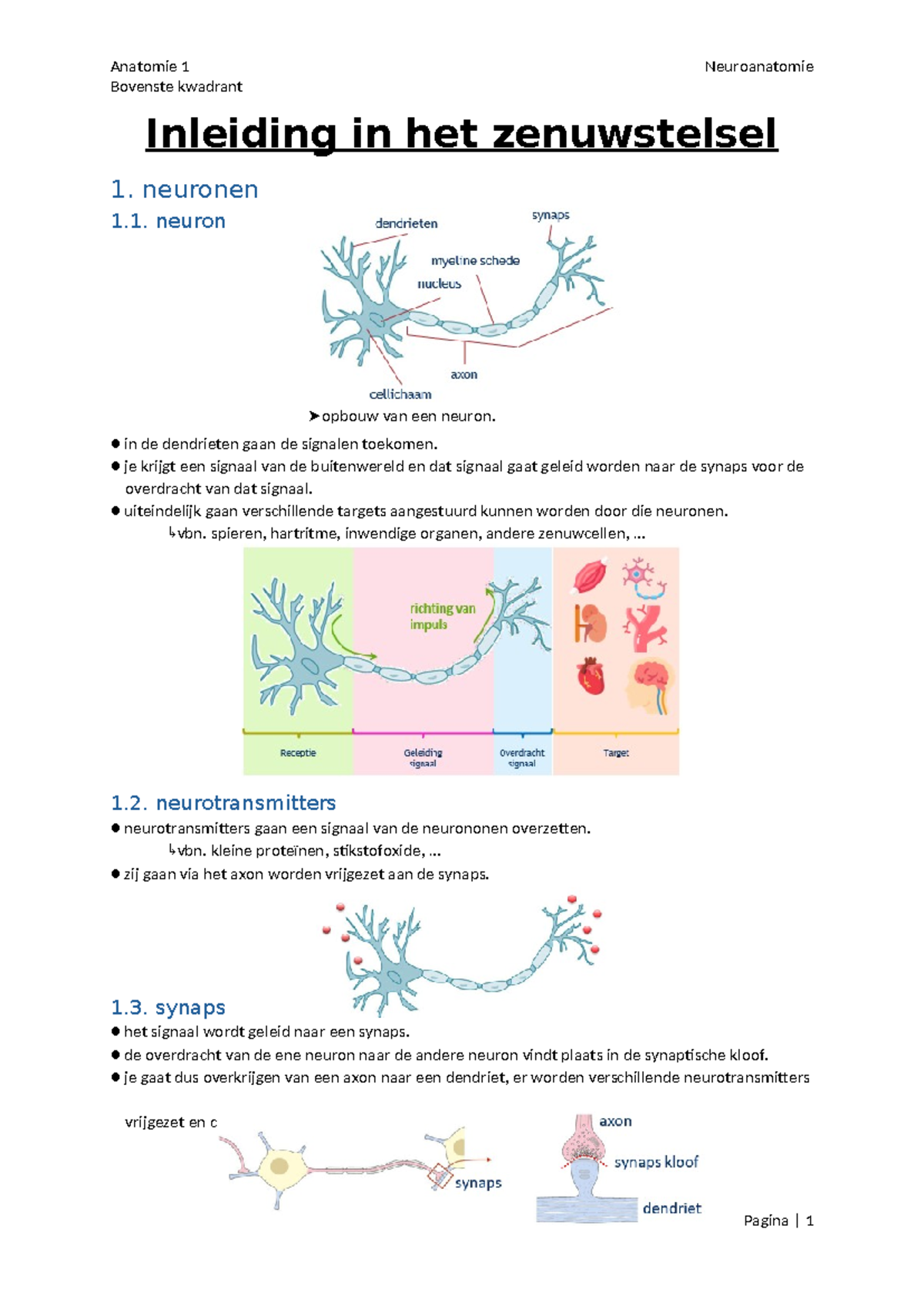 Anatomie van het Zenuwstelsel: Hoofdstuk 1 - Neuronen en Structuur ...