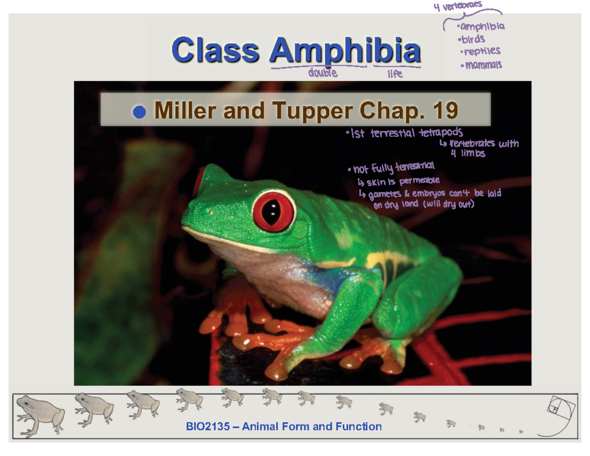 BIO2135 Animal Form and Function: Lecture 15 - Class Amphibia Overview ...