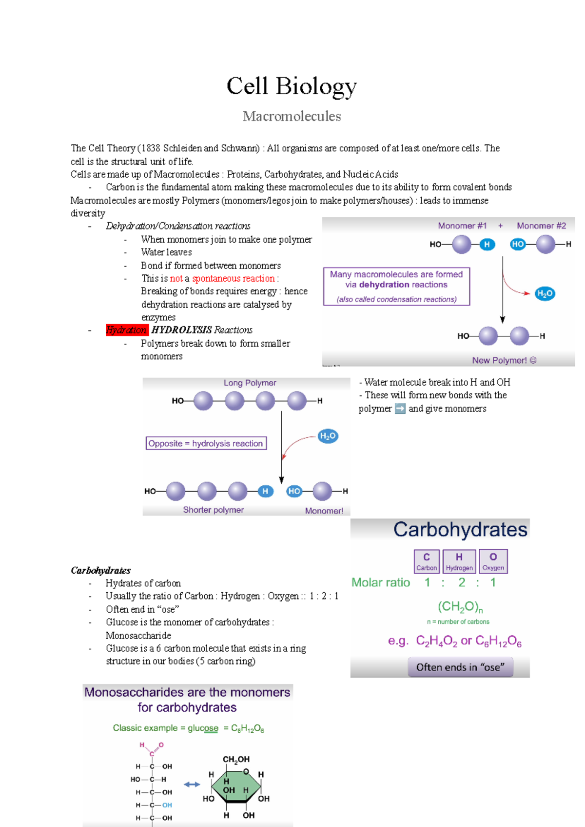 Cell Bio Lecture 1: Overview of Macromolecules and Their Functions ...