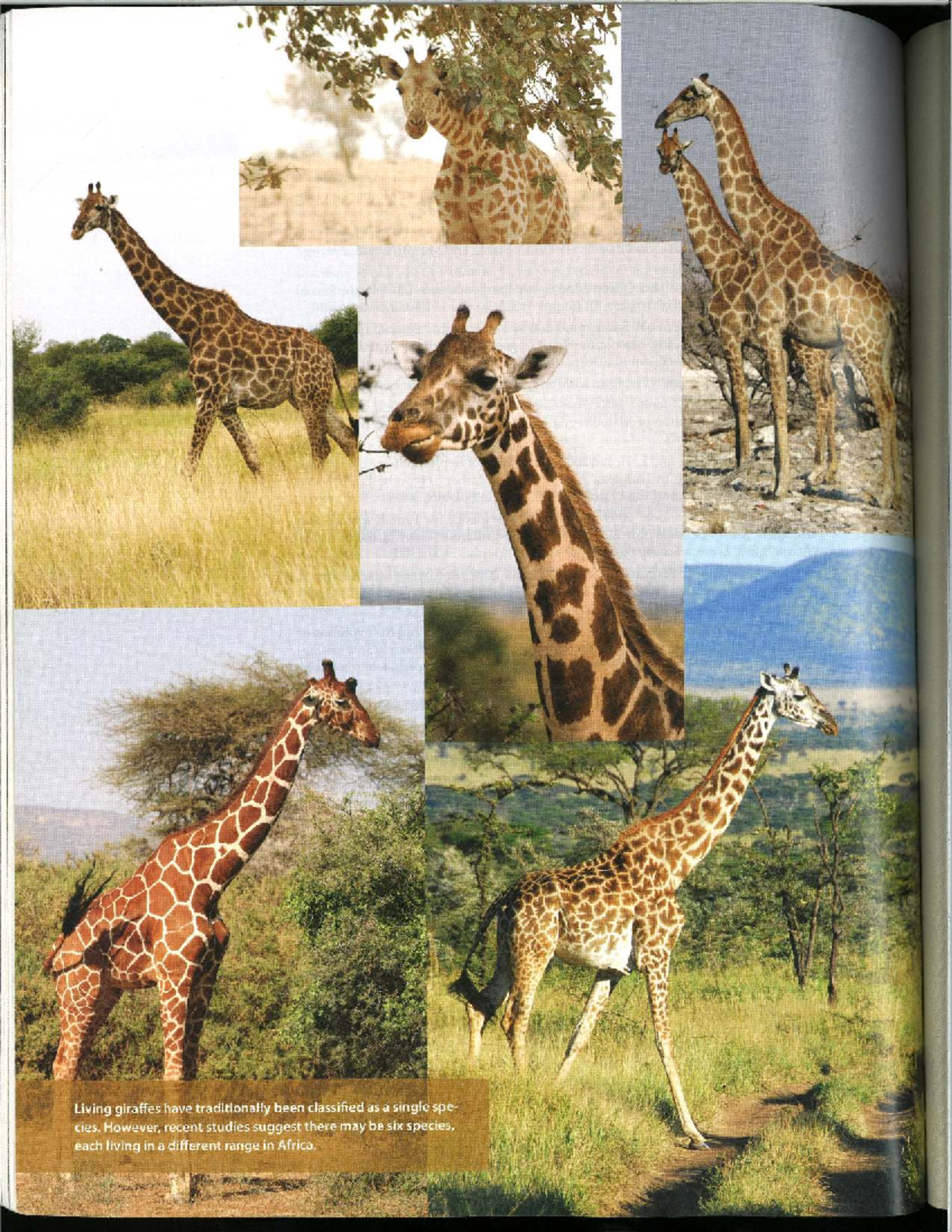 Final Exam Study Guide for Course ABC123: Giraffe Species & Speciation - Studocu