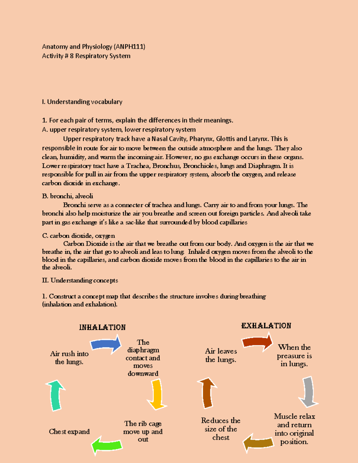 Anatomy and Physiology (ANPH111) Activity # 8 Respiratory System ...