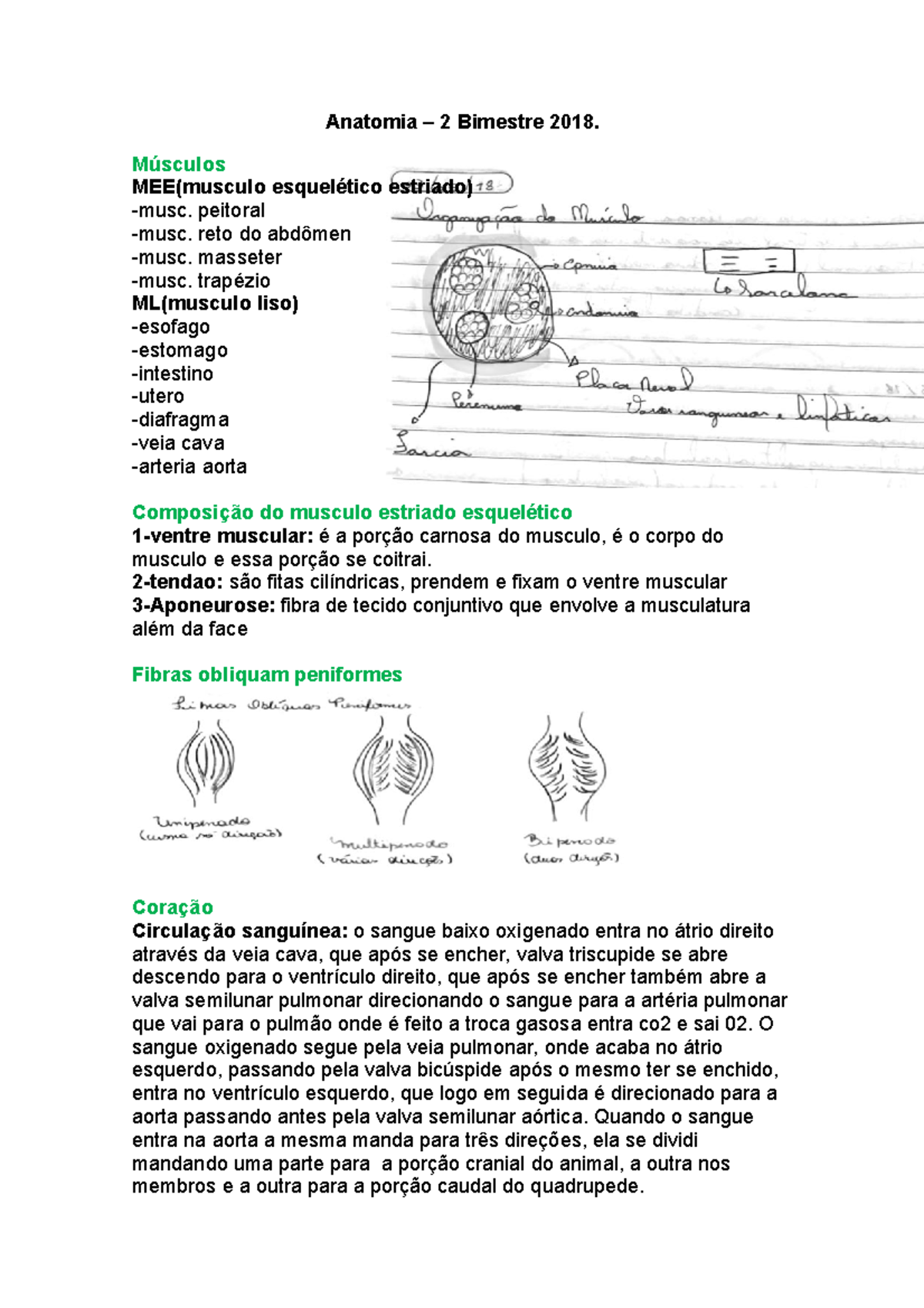 Anatomia 2 bi - Resumo Anátomo-Cinesiologia - Anatomia 2 Bimestre 2018 ...
