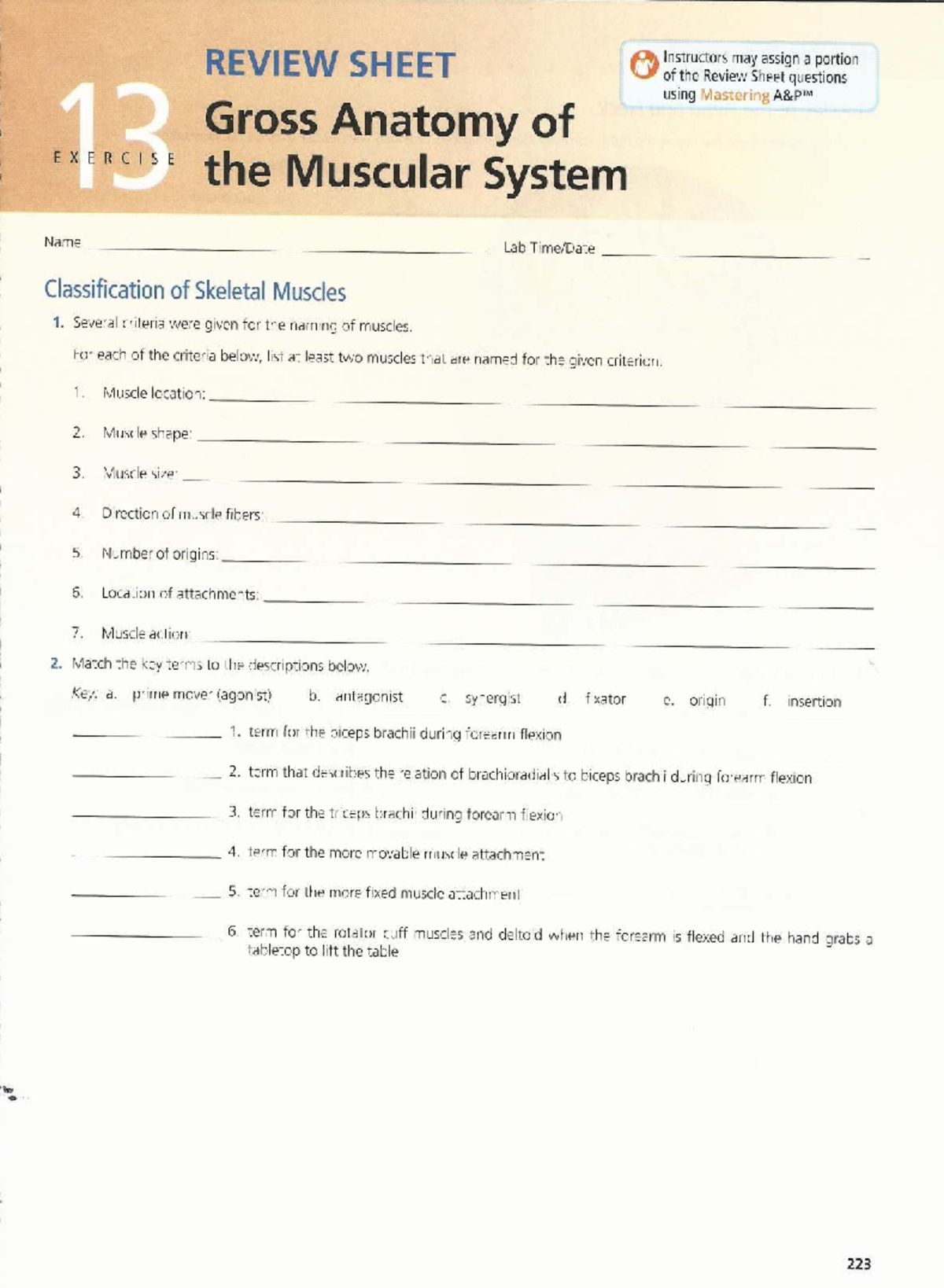 AP - Lab Ex. 13 Review Sheet: Gross Anatomy of the Muscular System ...