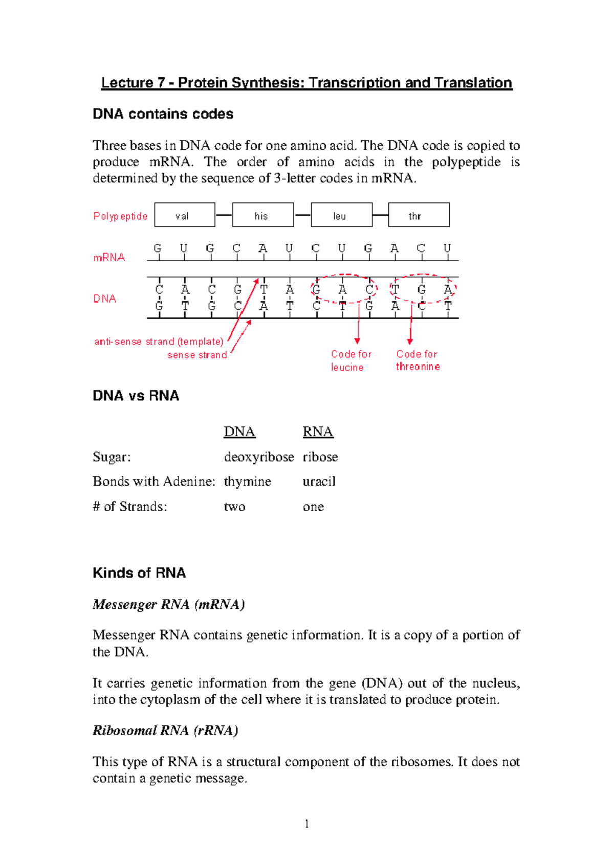 Lecture 7: Protein Synthesis - Transcription & Translation (BIO101 ...