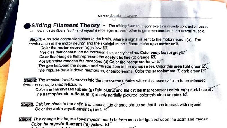 Sliding Filament Theory Coloring Notes (BIO 101) - Studocu