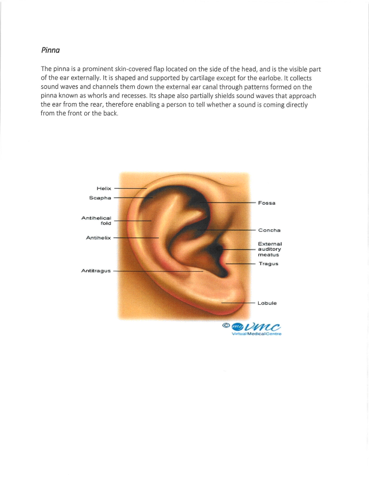 Analysis of Key Concepts in ABC123: Pinna and Ear Anatomy - Studocu