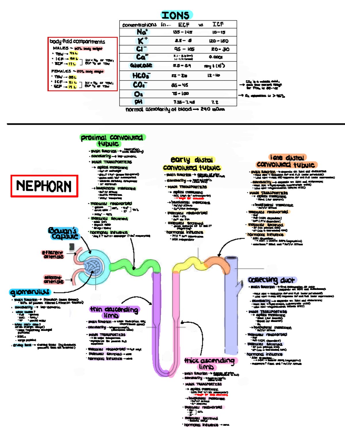 Renal Physiology Overview: Key Concepts and Transport Mechanisms - Studocu