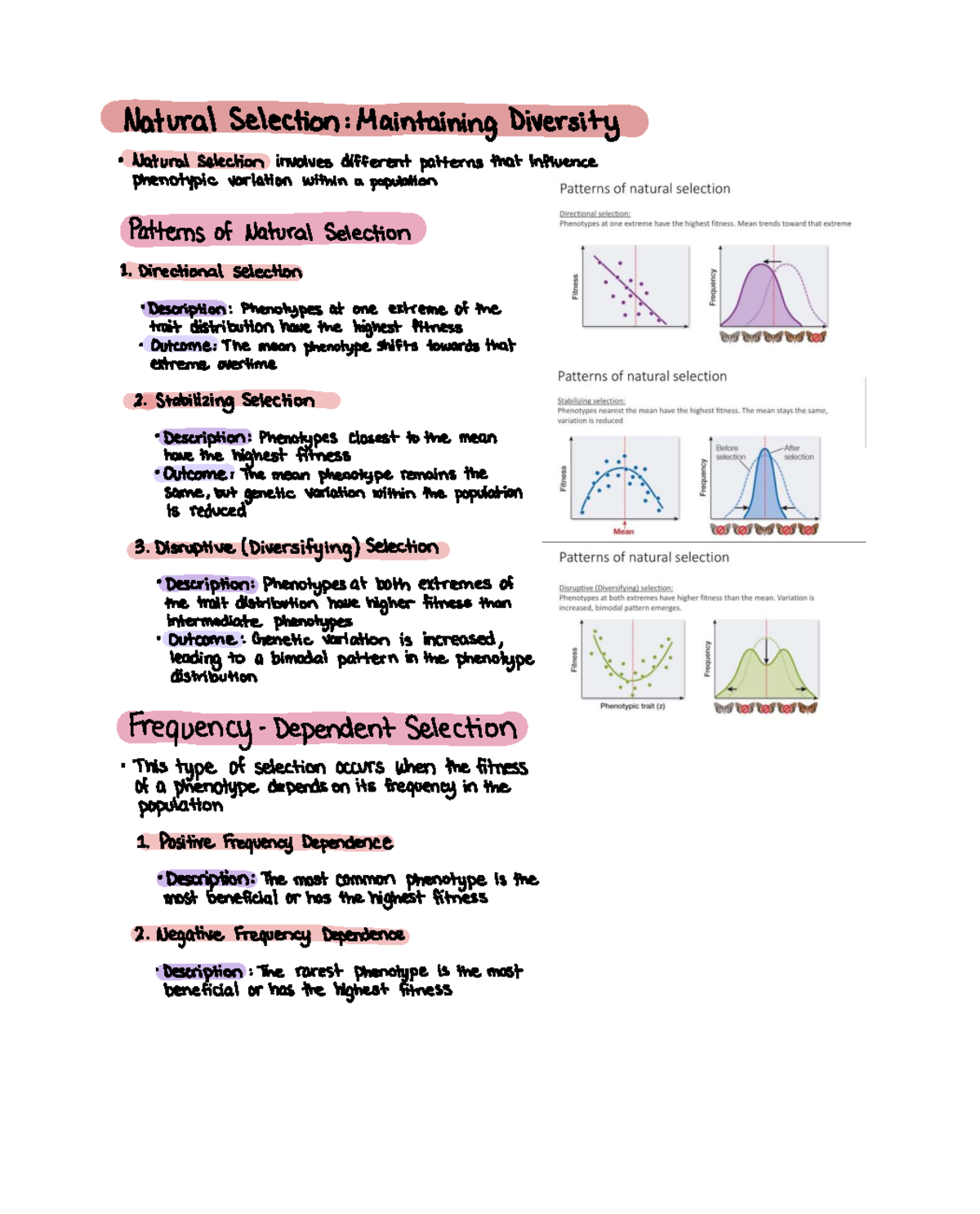 Natural Selection: Mechanisms & Patterns of Diversity (BIO 19911g ...
