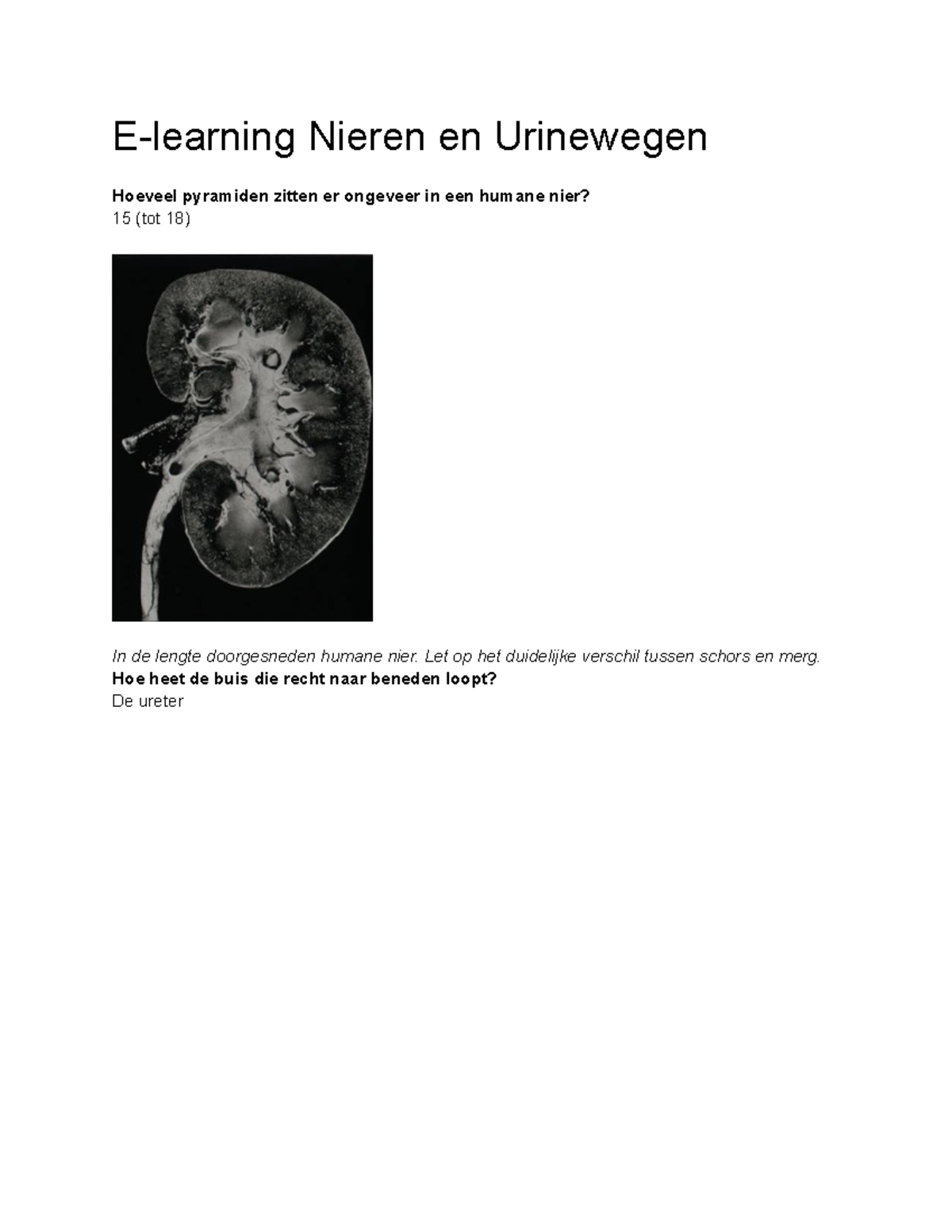 E-learning: Anatomie en Functie van Nieren en Urinewegen - Studeersnel