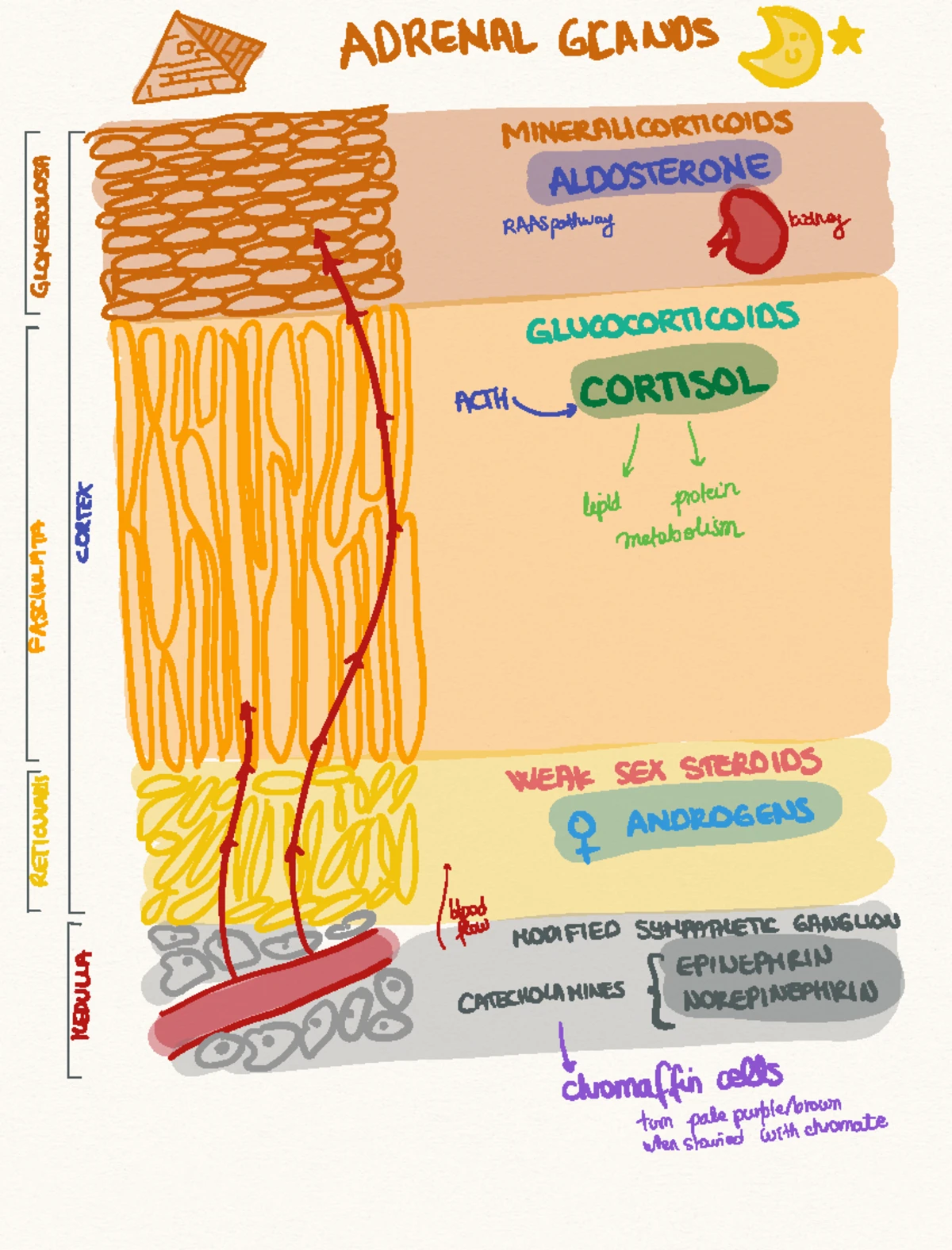 Heart Anatomy Overview - Essential Structures and Functions - Studocu