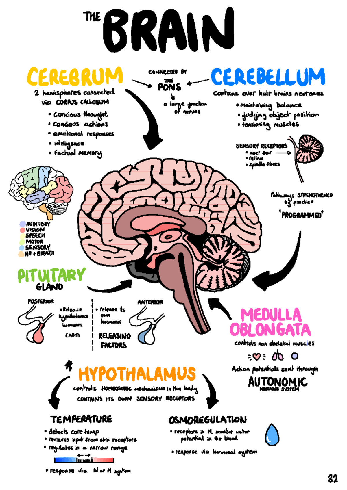 Brain structure - '" BRAIN CONNECTED BY CEREBRUM THE CEREBELLUM " - Studocu
