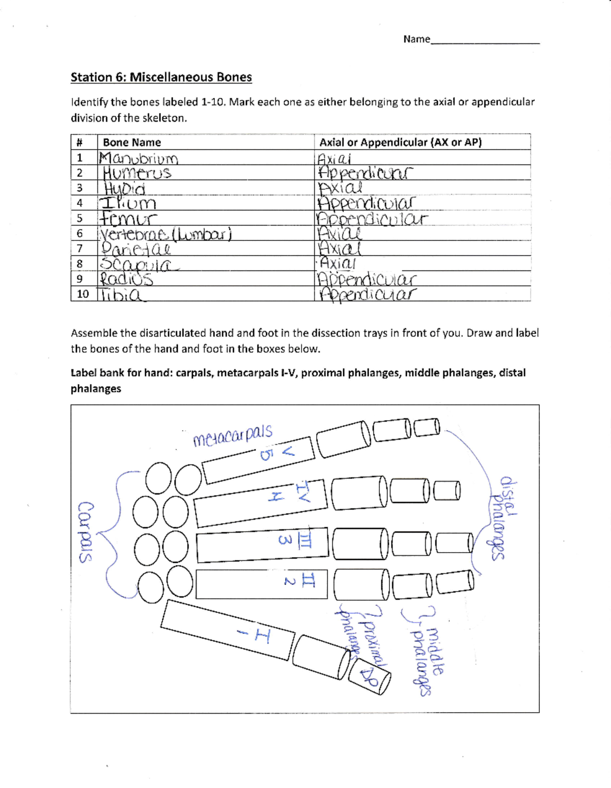 IMG 20250307 0009 - Anatomy & Physiology Lab 1: Bones Identification ...