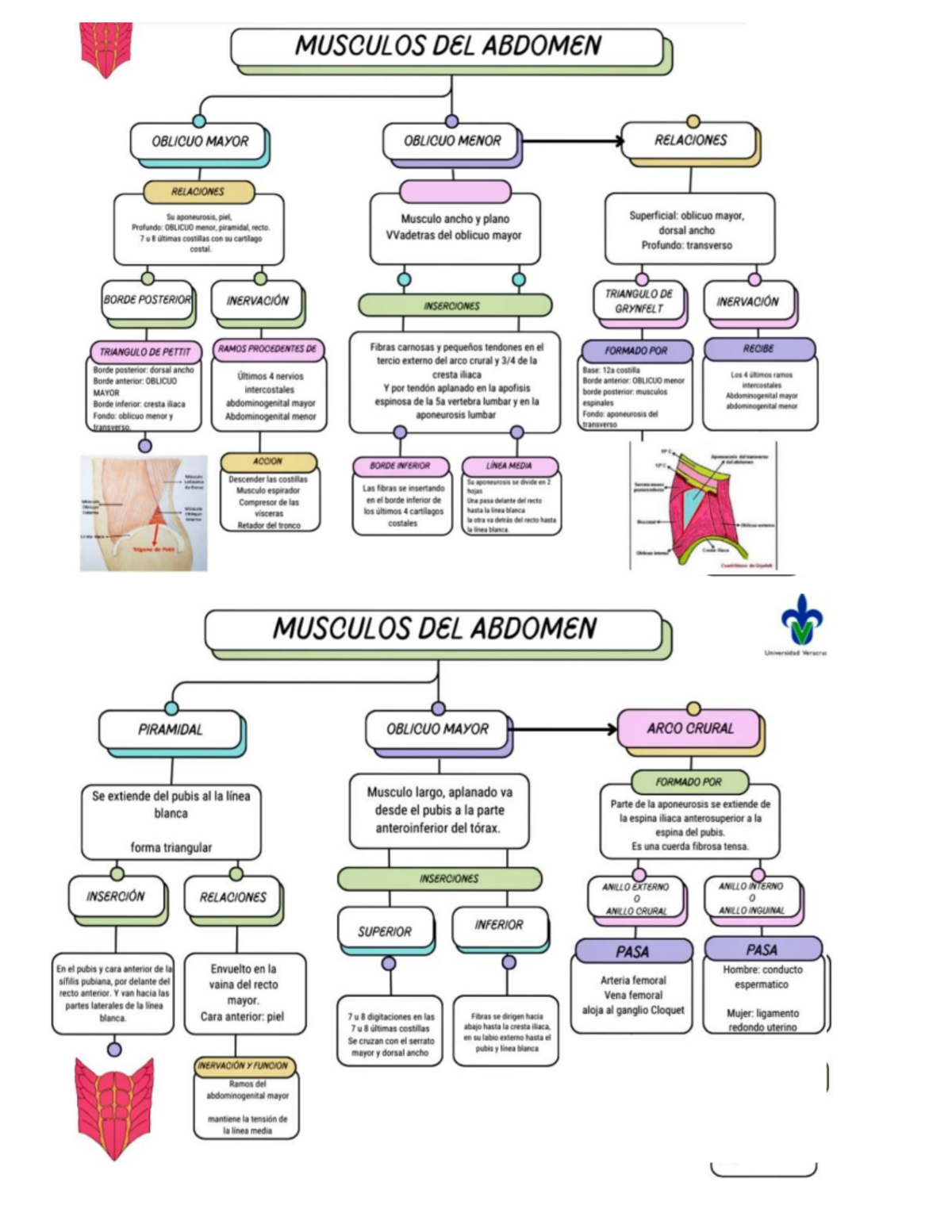 Músculos abdomen - MUSCULOS DEL ABDOMEN OBLICUO MAYOR OBLICUO MENOR ...