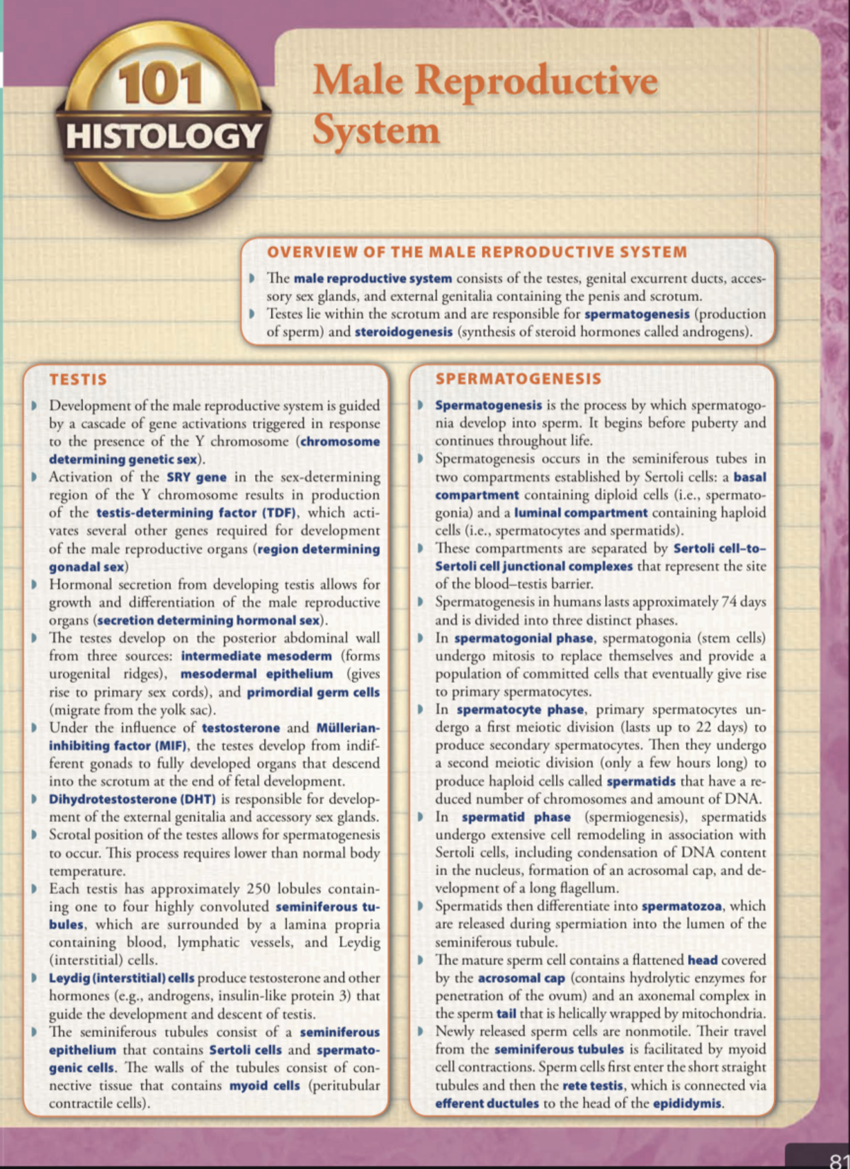 Male Reproductive Imp - Imp notes - 101 Male Reproductive HISTOLOGY ...