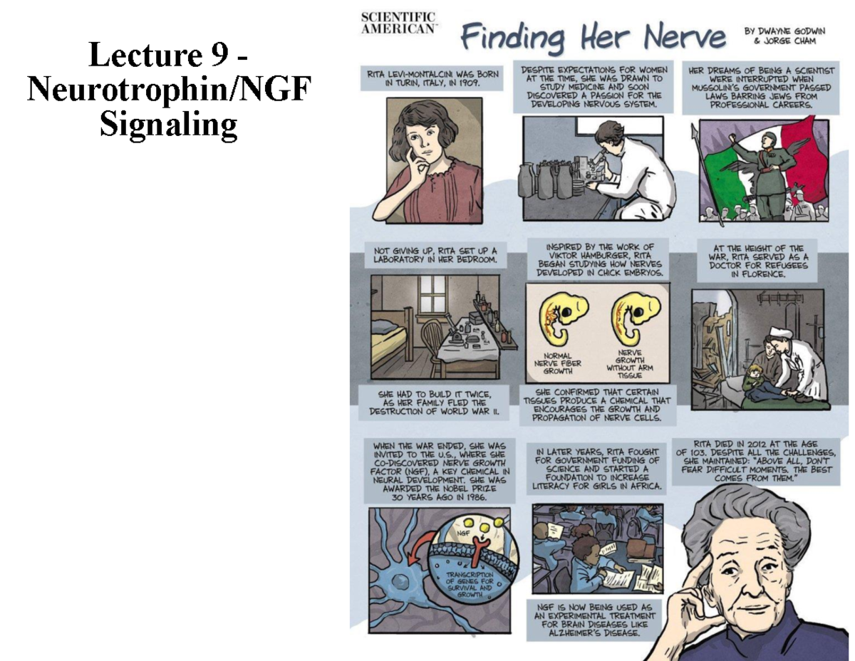 Lecture 9 - Neurotrophin and NGF Signaling Review (12) - Studocu