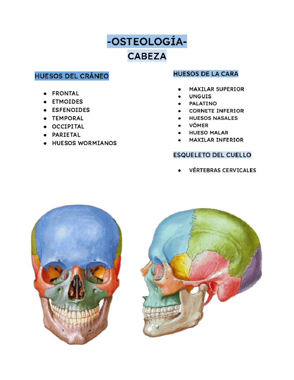Huesos De La Anatomía De La Cabeza